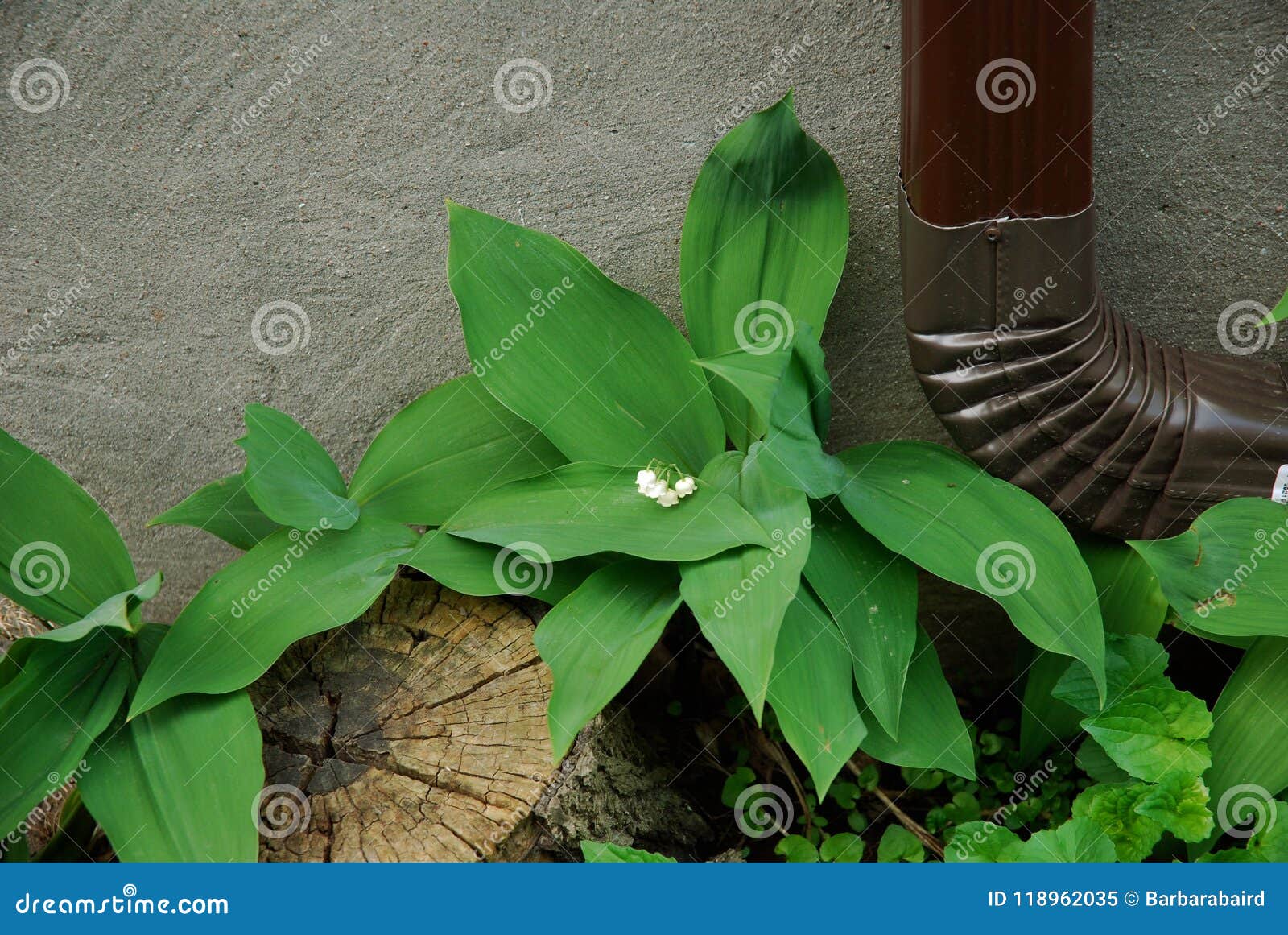 Wall Stump Plant Pipe stock image. Image of outside - 118962035