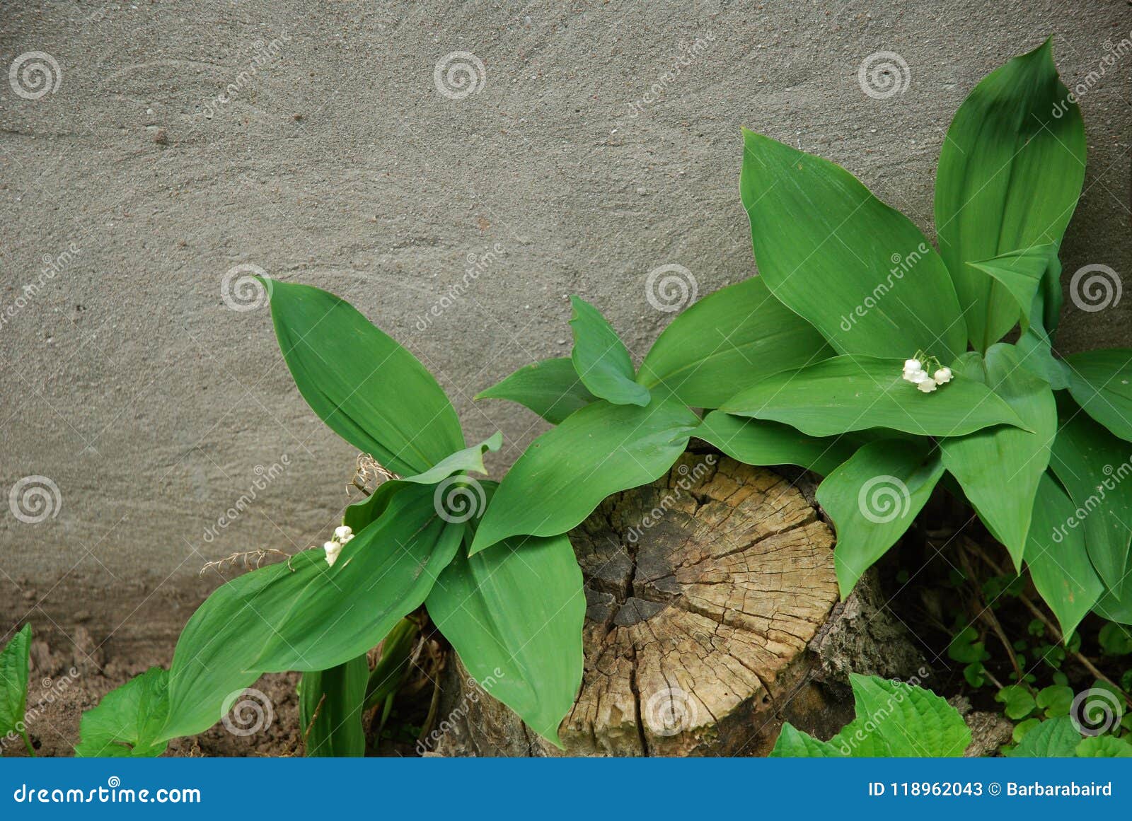 Wall Stump Plant stock image. Image of nature, stump - 118962043