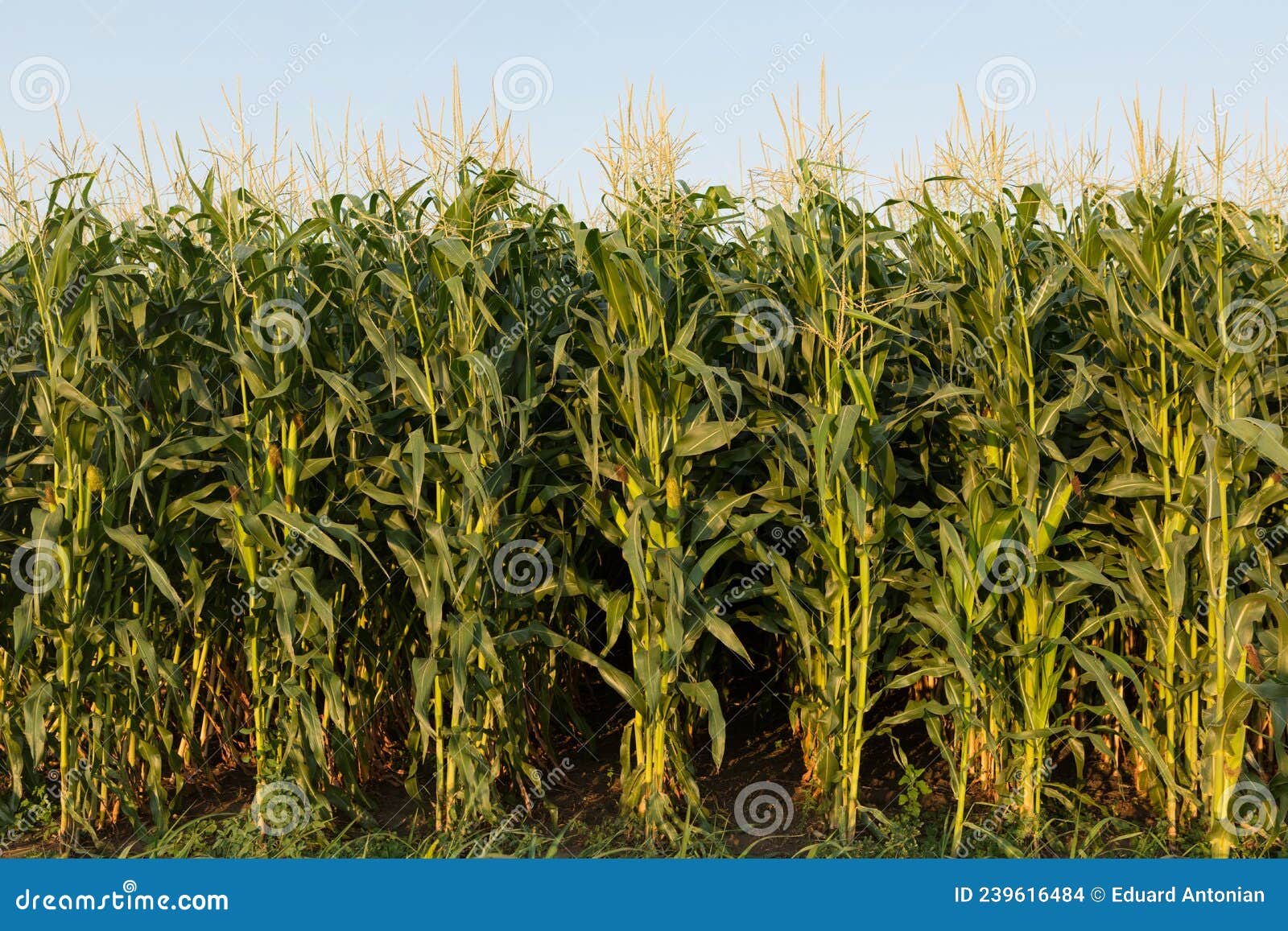 Wall of Tall Corn Plants, Green Texture, Agriculture Concept Stock ...