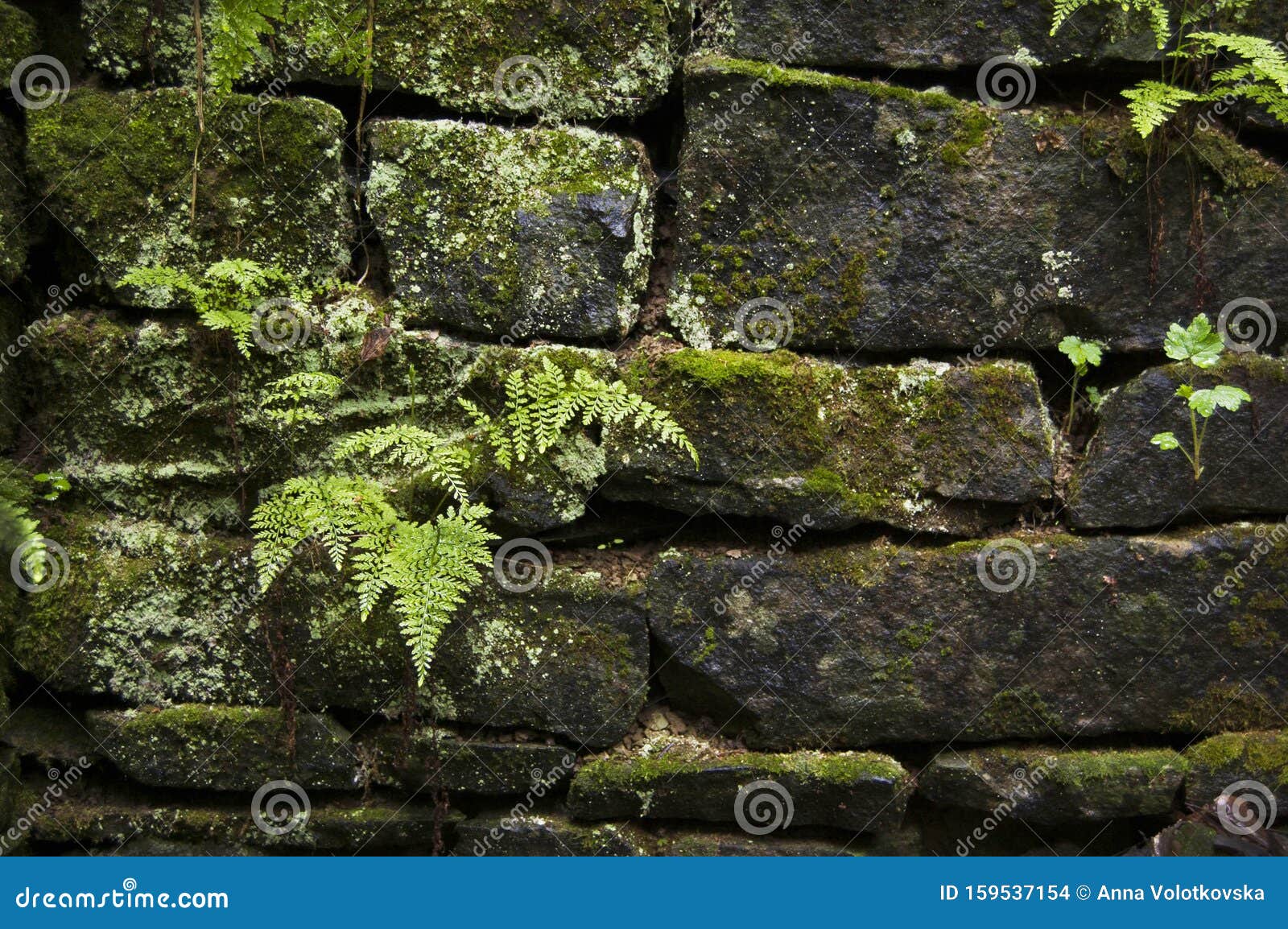 Old Stone Wall Covered with Moss and Fern, Wall Texture Covered with ... Old Stone Wall Covered with Moss and Fern, Wall Texture Covered with ...