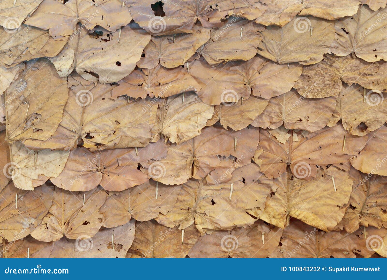 Wall texture with dry leaf stock photo. Image of garden - 100843232