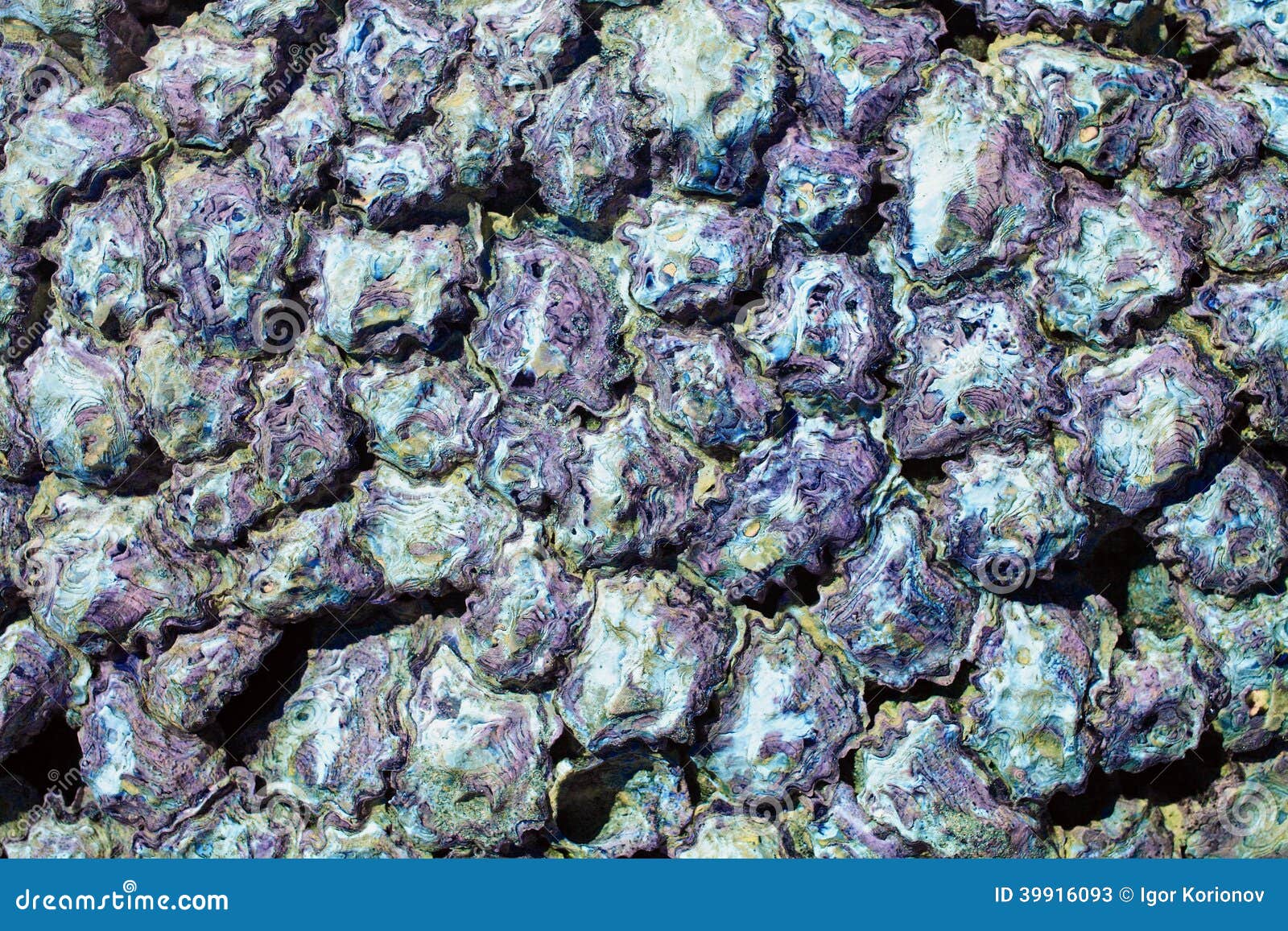 Wall Texture with Oyster Shells Stock Image - Image of pink, closeup ...