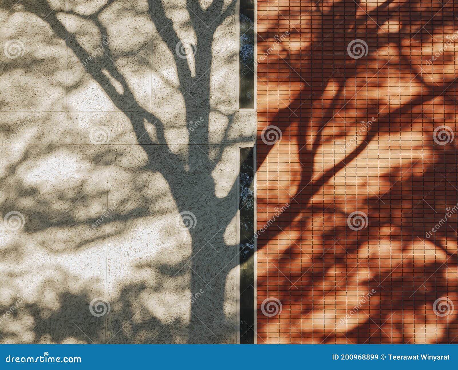 Wall Texture Silhouette Tree Branches Shade and Shadow Nature Abstract ...