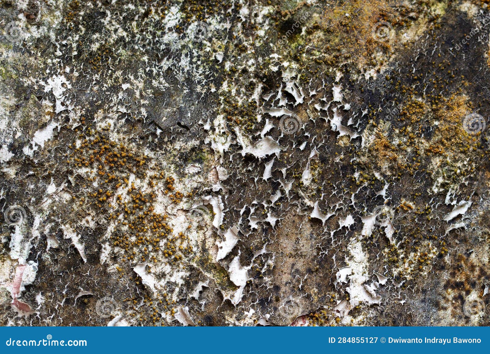 Wall Texture Where the Paint is Peeling Off and Overgrown with Moss ...