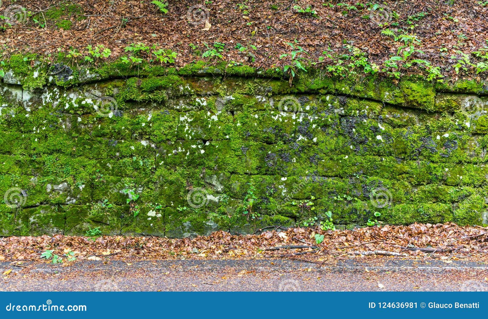 A Wall To the Side of the Road Covered with Moss Stock Image - Image of ...