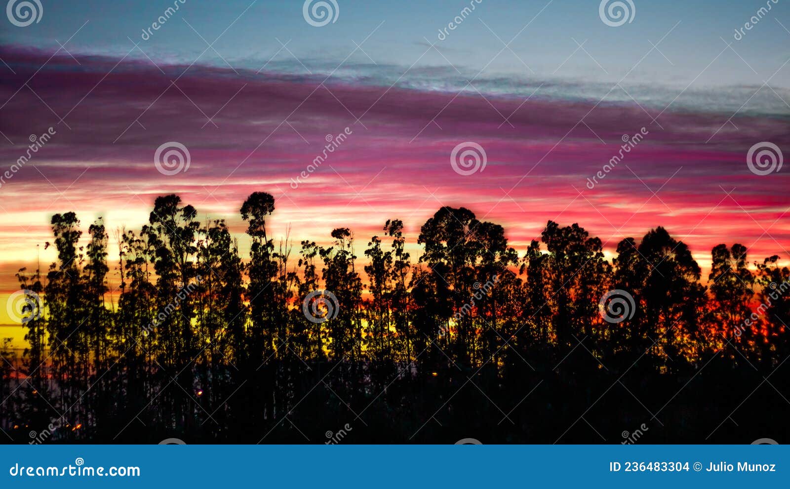 Wall of Trees Backlit in a Very Colorful Sunrise Stock Photo - Image of ...