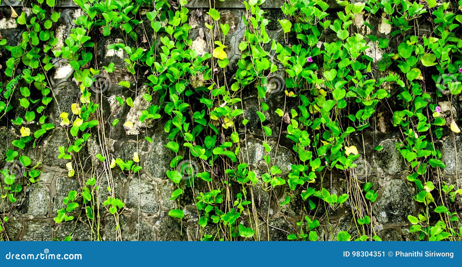 The Wall with Vine and Grass, Green Grass and Vine on the Wall Stock ...