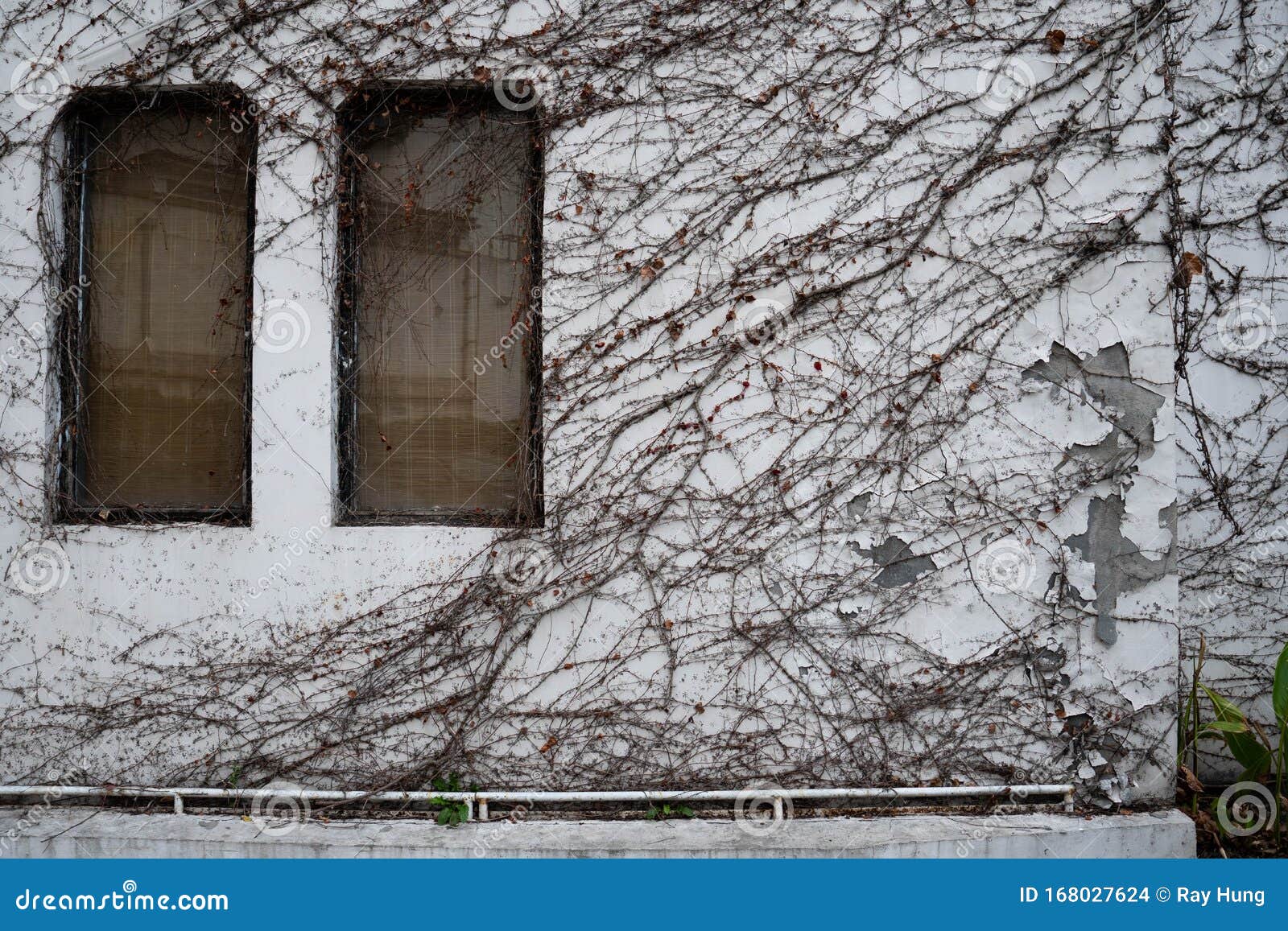 Wall with Vines and Windows Stock Photo - Image of corridor, detail ...
