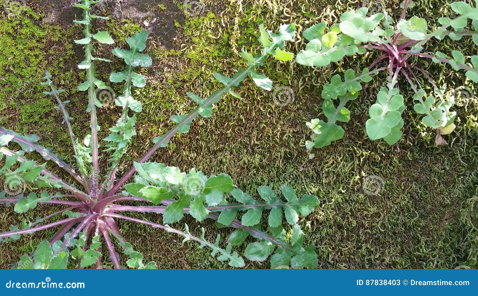 Wall of Weeds stock image. Image of concrete, weeds, surface - 87838403