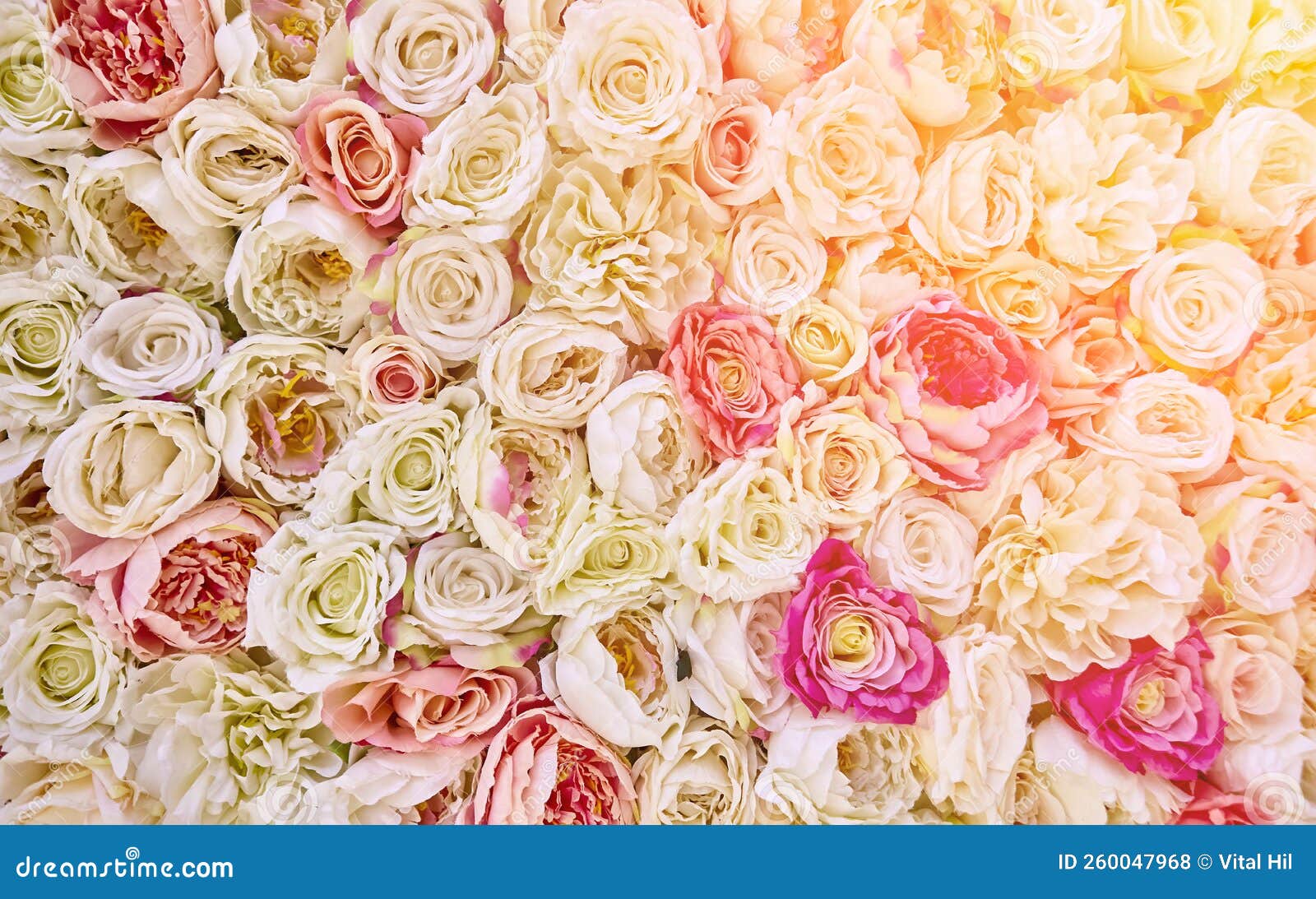 Wall of White and Pink Rose Flowers Stock Photo - Image of decor ...