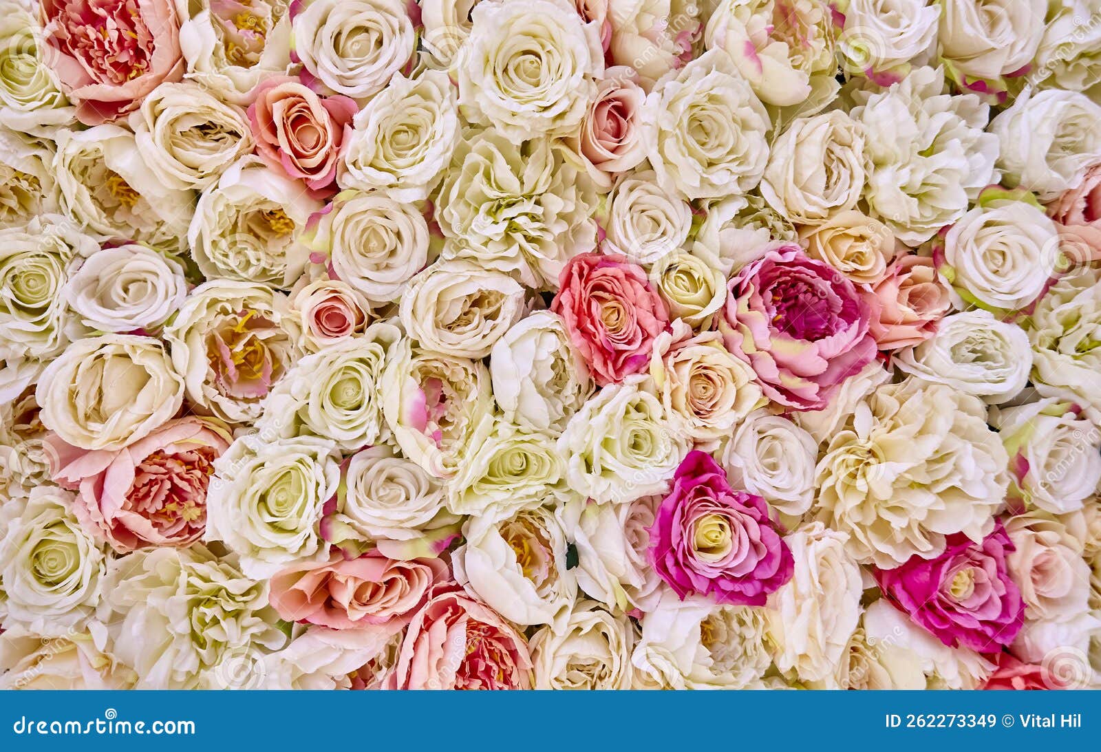 Wall of White and Pink Rose Flowers Stock Image - Image of vintage ...
