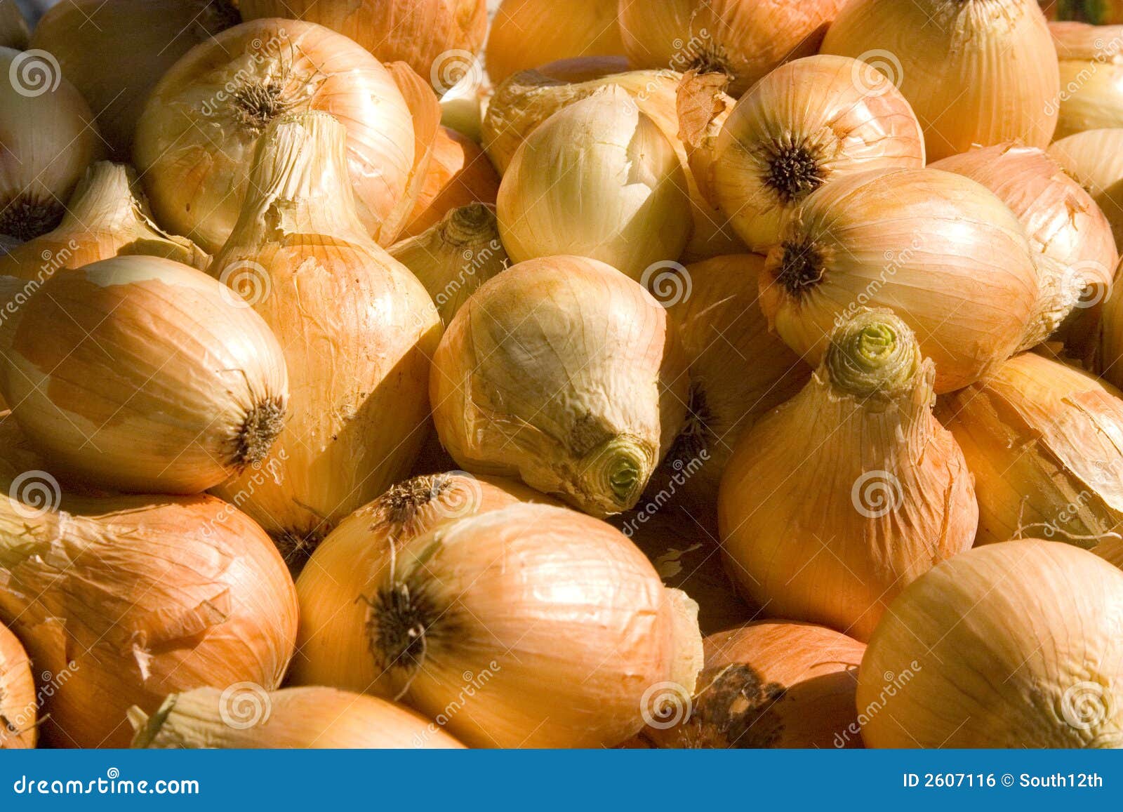Walla Walla Onions (1494) stock photo. Image of freshness - 2607116