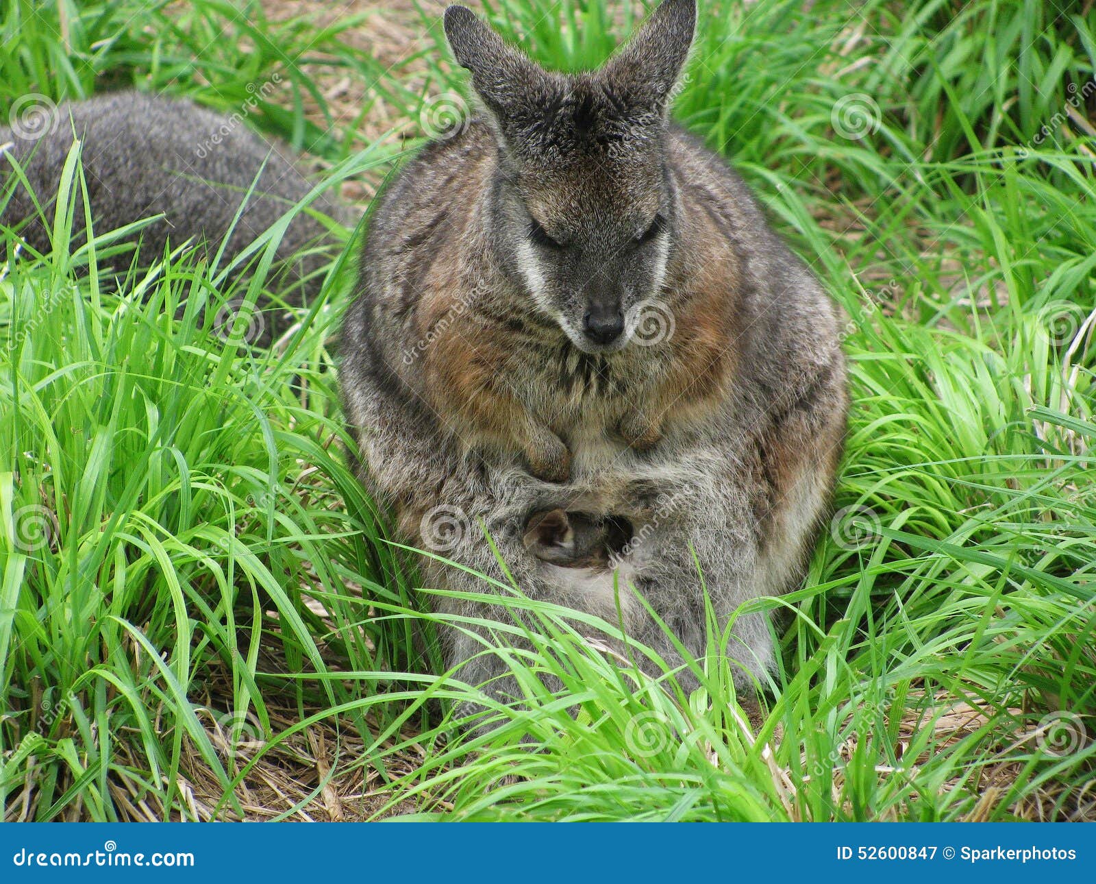 Wallabe Stock Photos - Free & Royalty-Free Stock Photos from Dreamstime