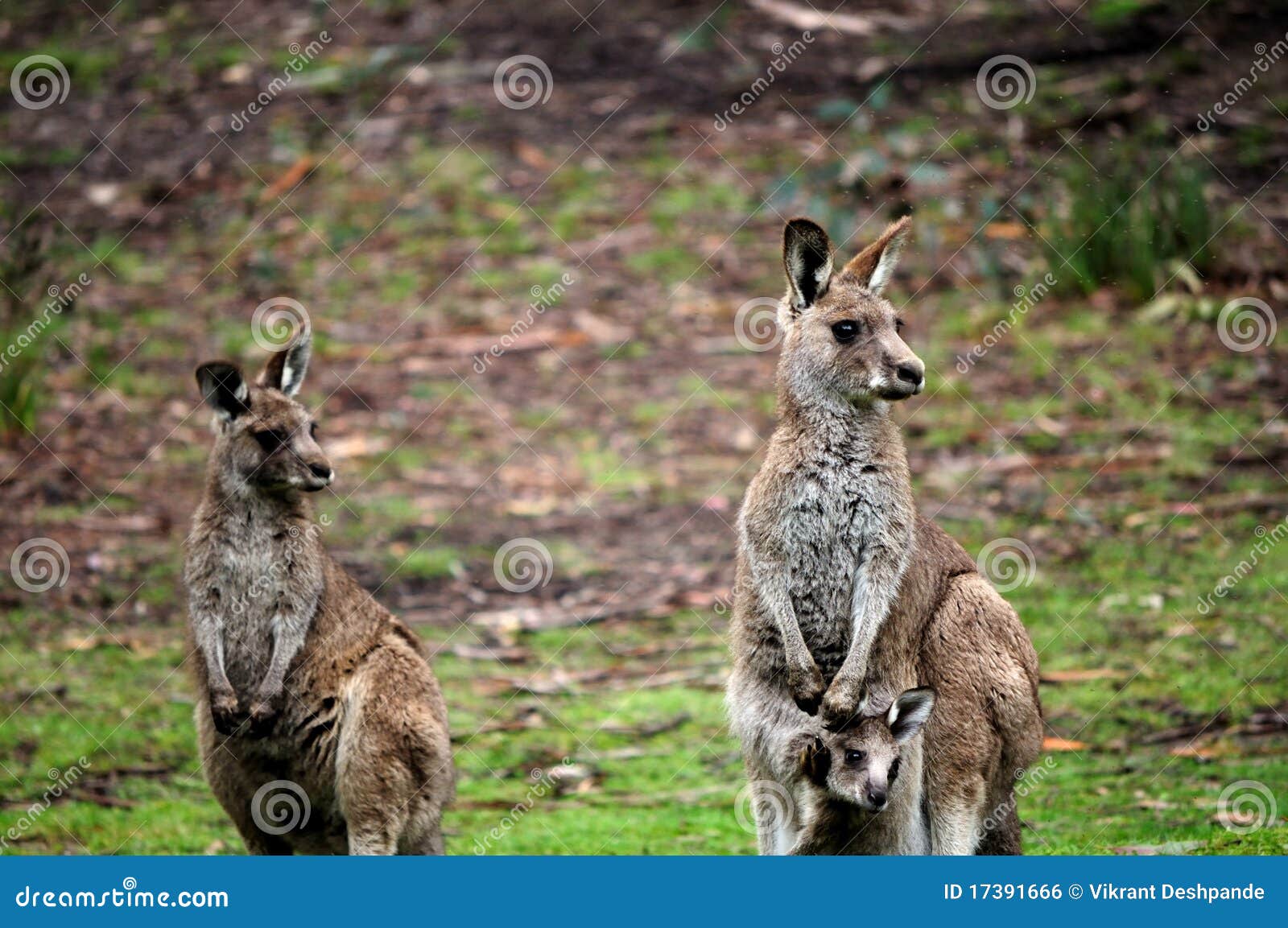 Wallabies stock photo. Image of wallaby, wildlife, jungle - 17391666