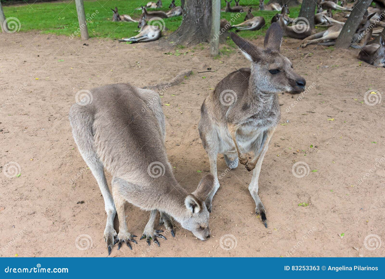 Wallabies in Brisbane, Queensland, Australia Stock Image - Image of ...