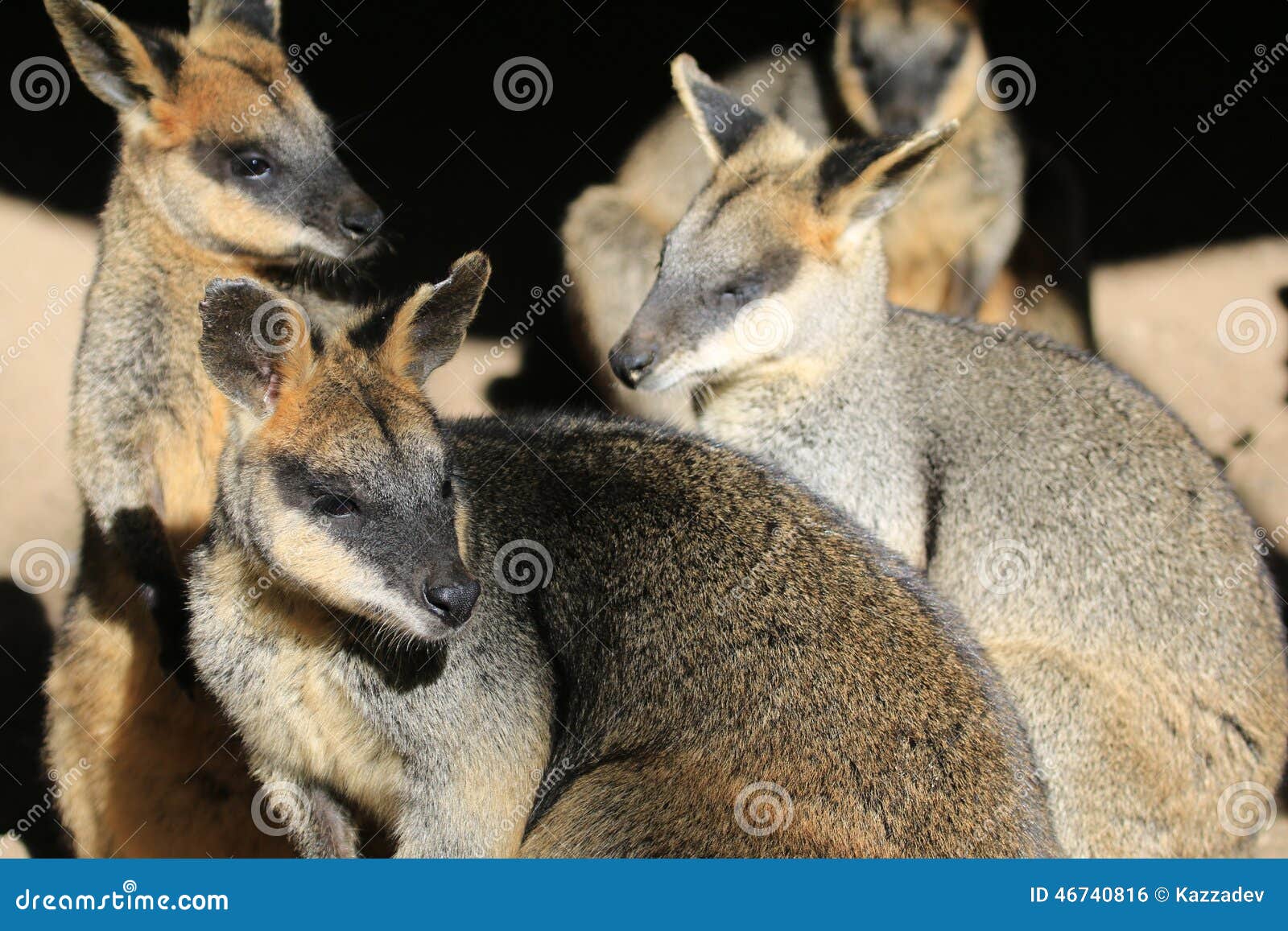 Wallabies stock photo. Image of furry, grey, animals - 46740816