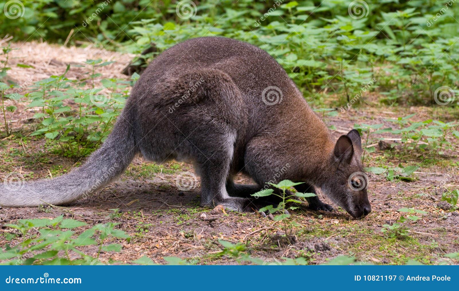 Wallaby stock image. Image of mammal, grass, wallaby - 10821197
