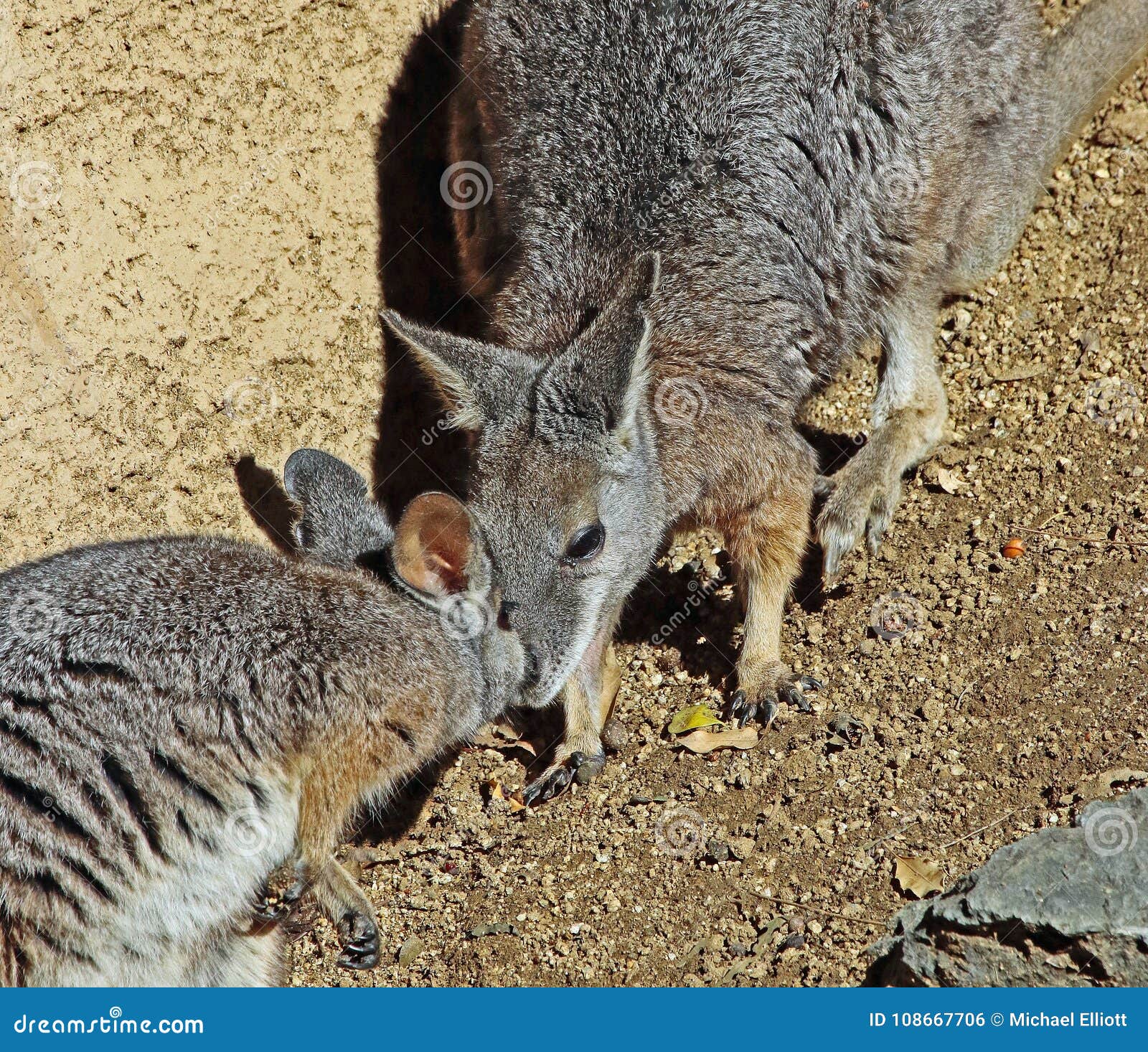 Wallaby foto de archivo. Imagen de marsupial, pies, pata - 108667706