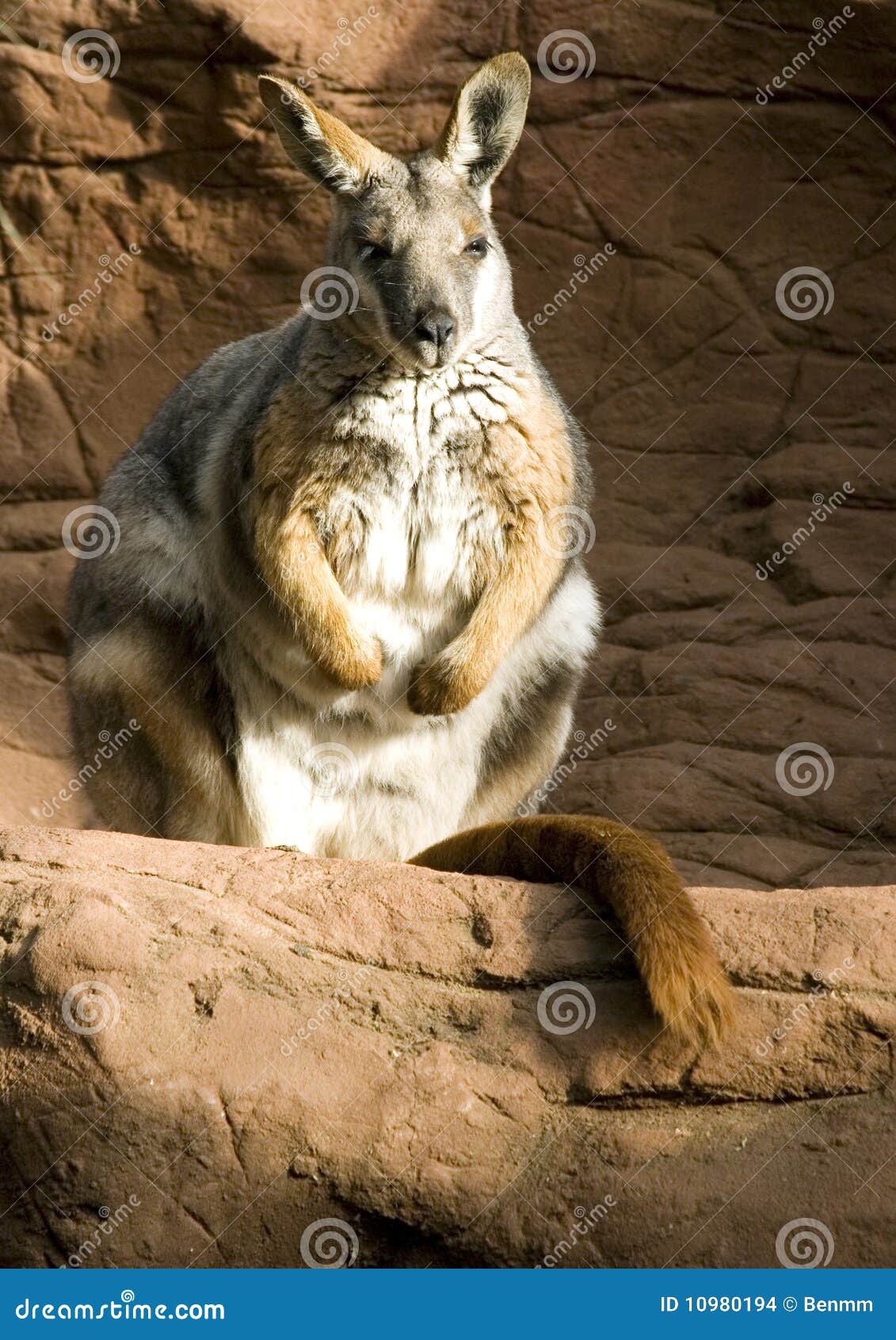 Wallaby stock photo. Image of glowing, icon, australian - 10980194