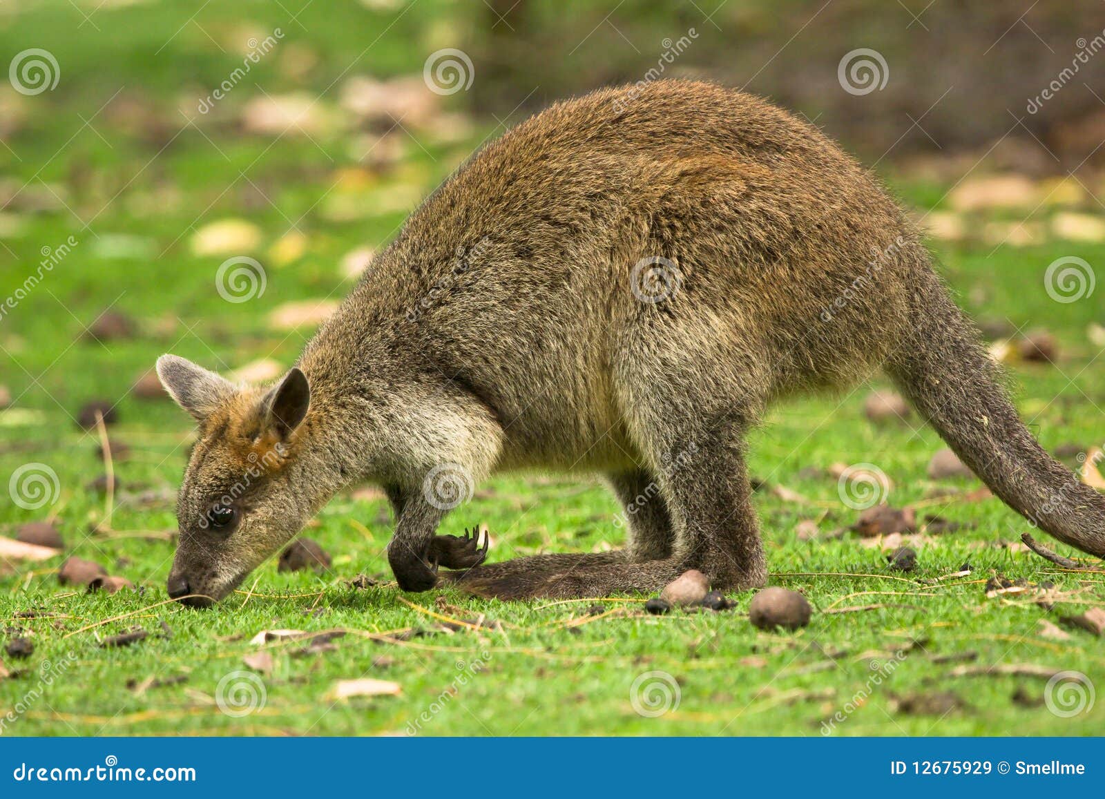 Wallaby stock image. Image of kangaroo, skippy, macropus - 12675929
