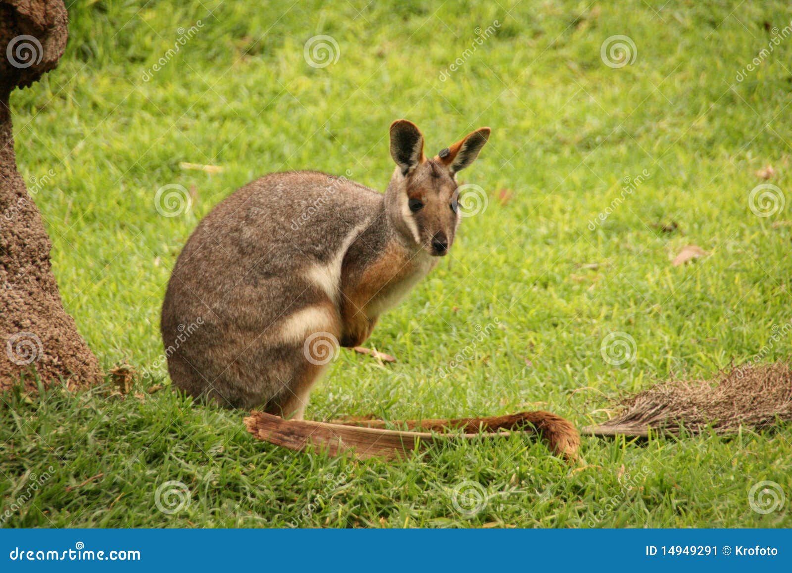 Wallaby stock image. Image of little, jump, animal, shrub - 14949291