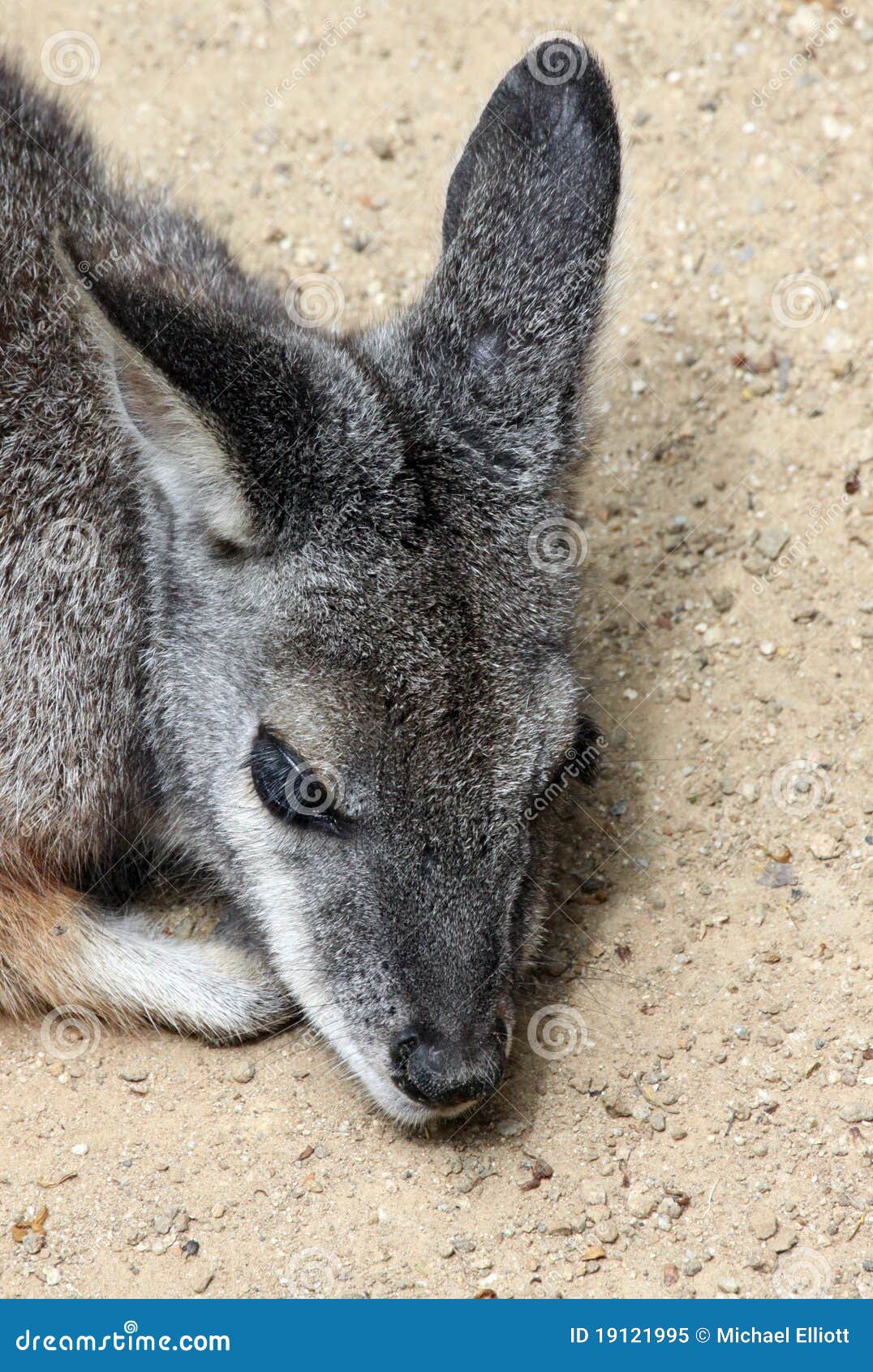 Wallaby stock image. Image of animal, ears, lying, young - 19121995