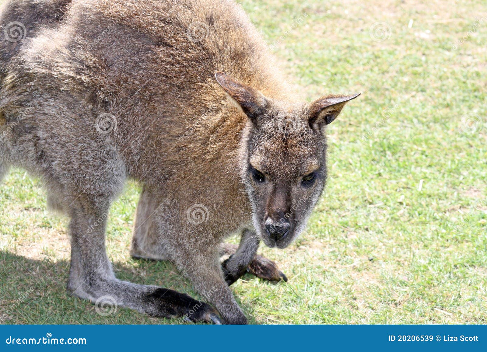 Wallaby stock image. Image of grey, native, animal, australian - 20206539