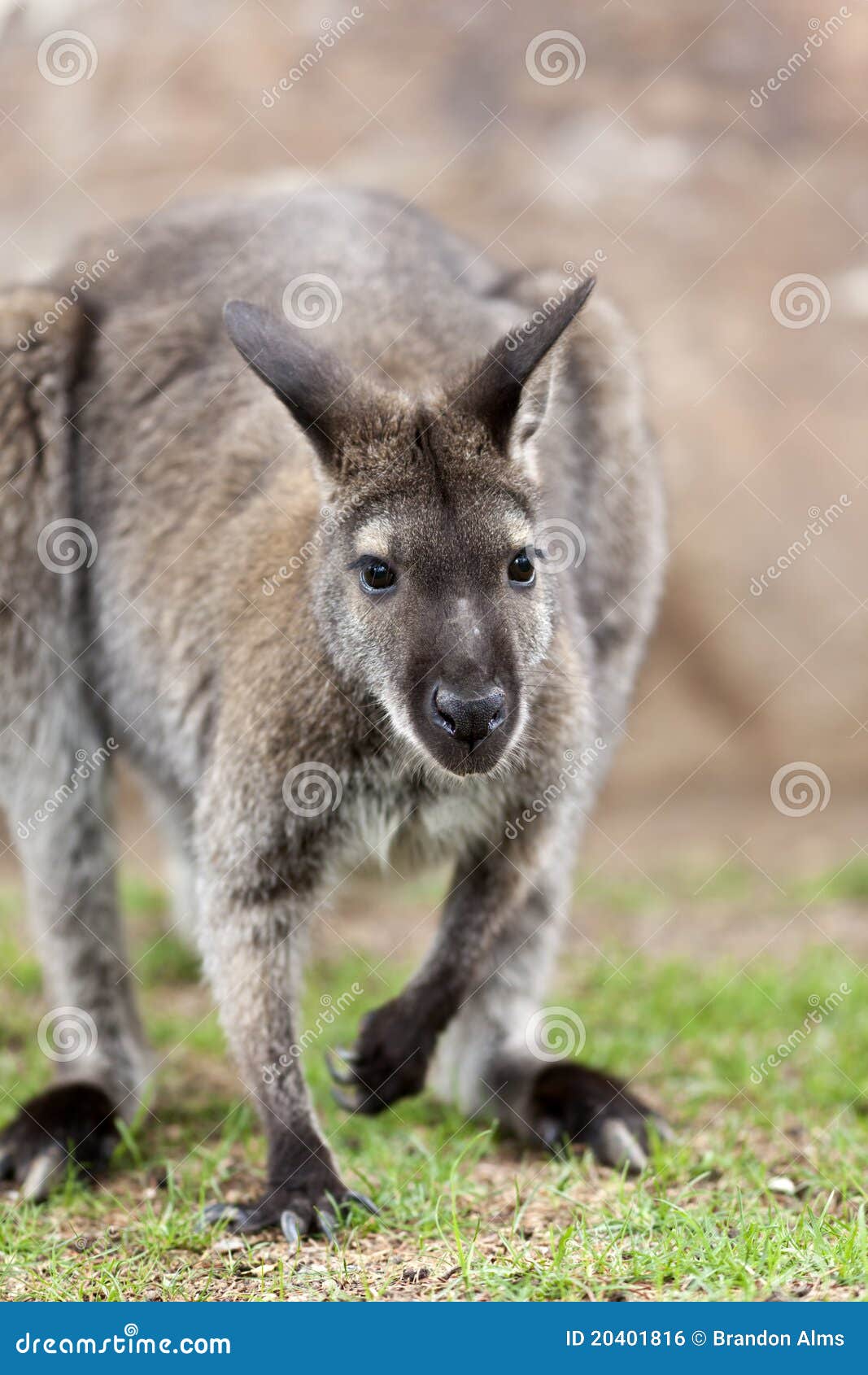 Wallaby stock photo. Image of nature, outdoors, australia - 20401816
