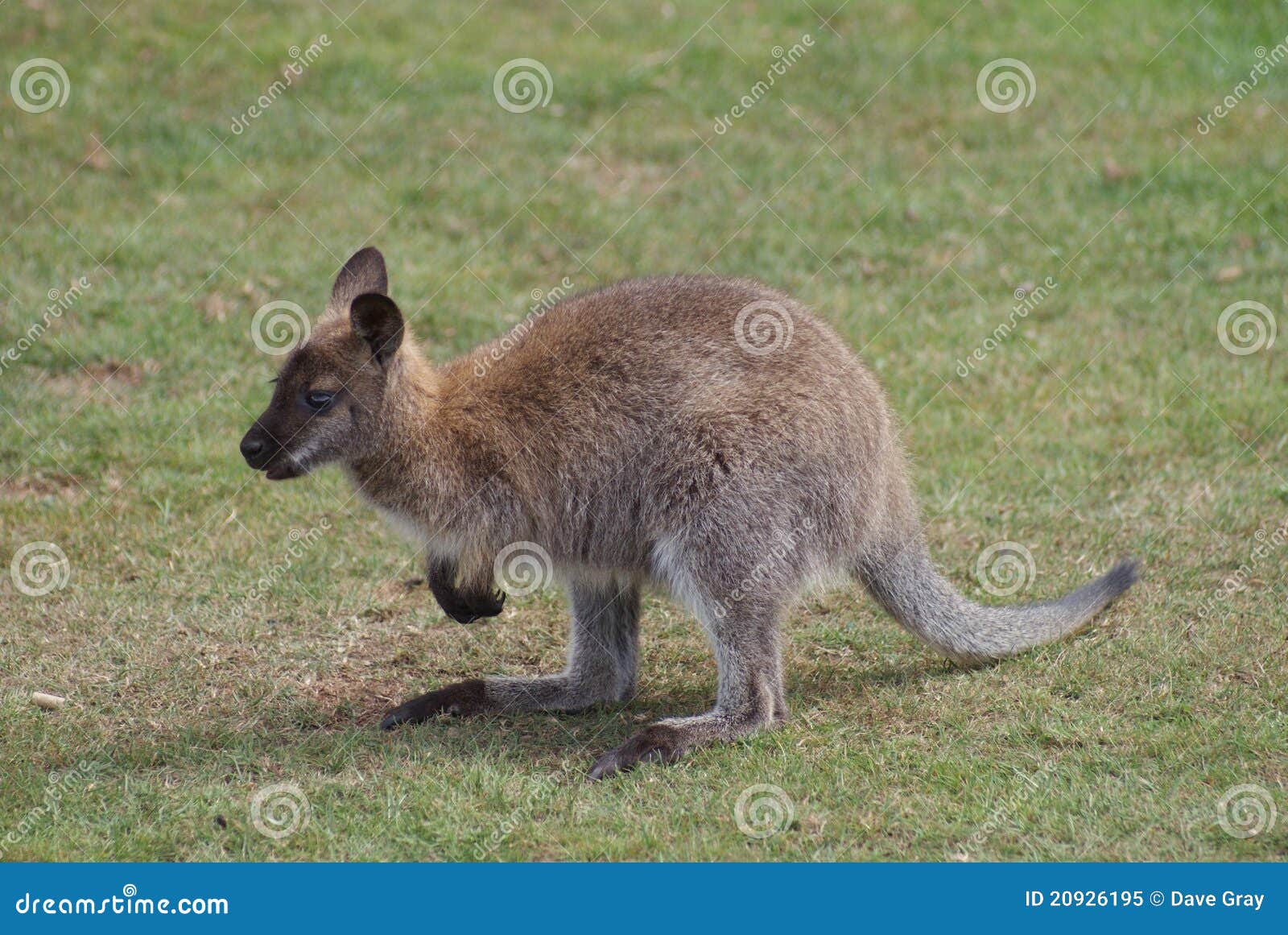 Wallaby stock image. Image of cute, park, crouching, wallaby - 20926195