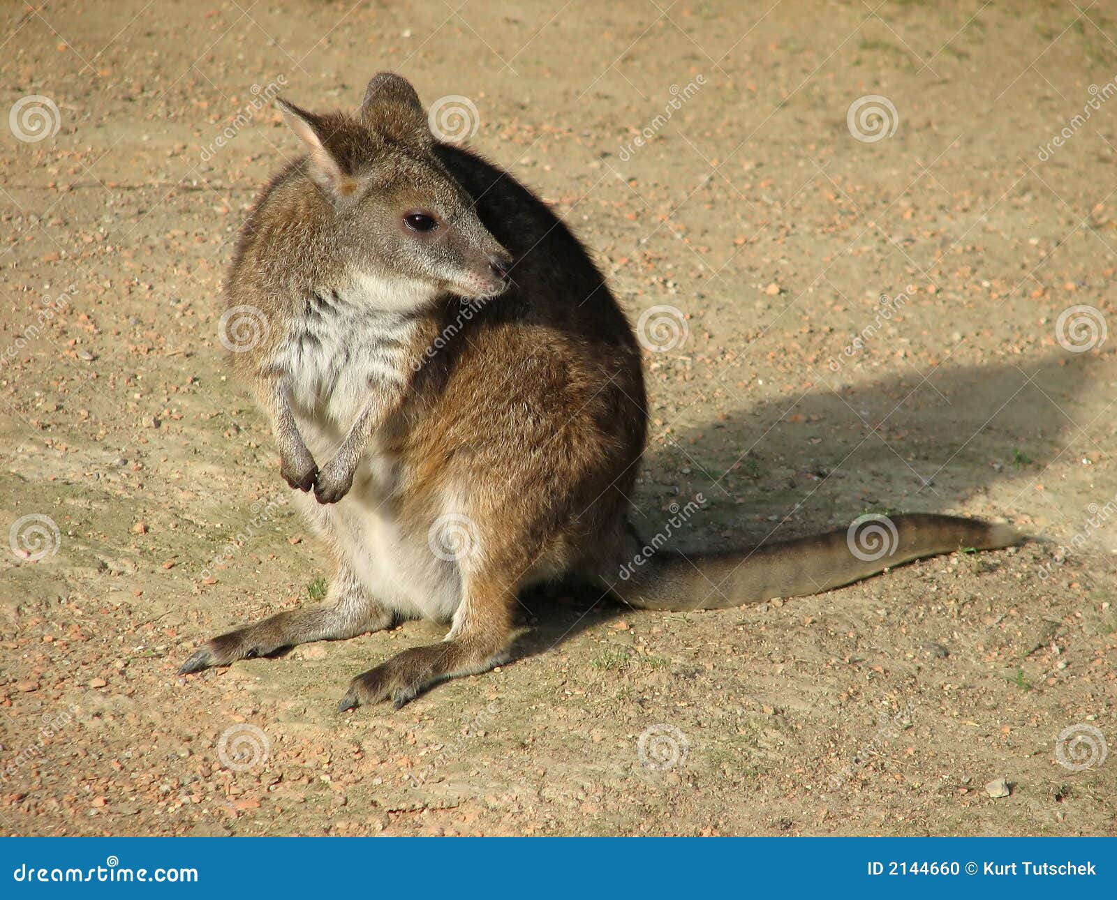 Wallaby stock photo. Image of animal, mammals, wallabies - 2144660