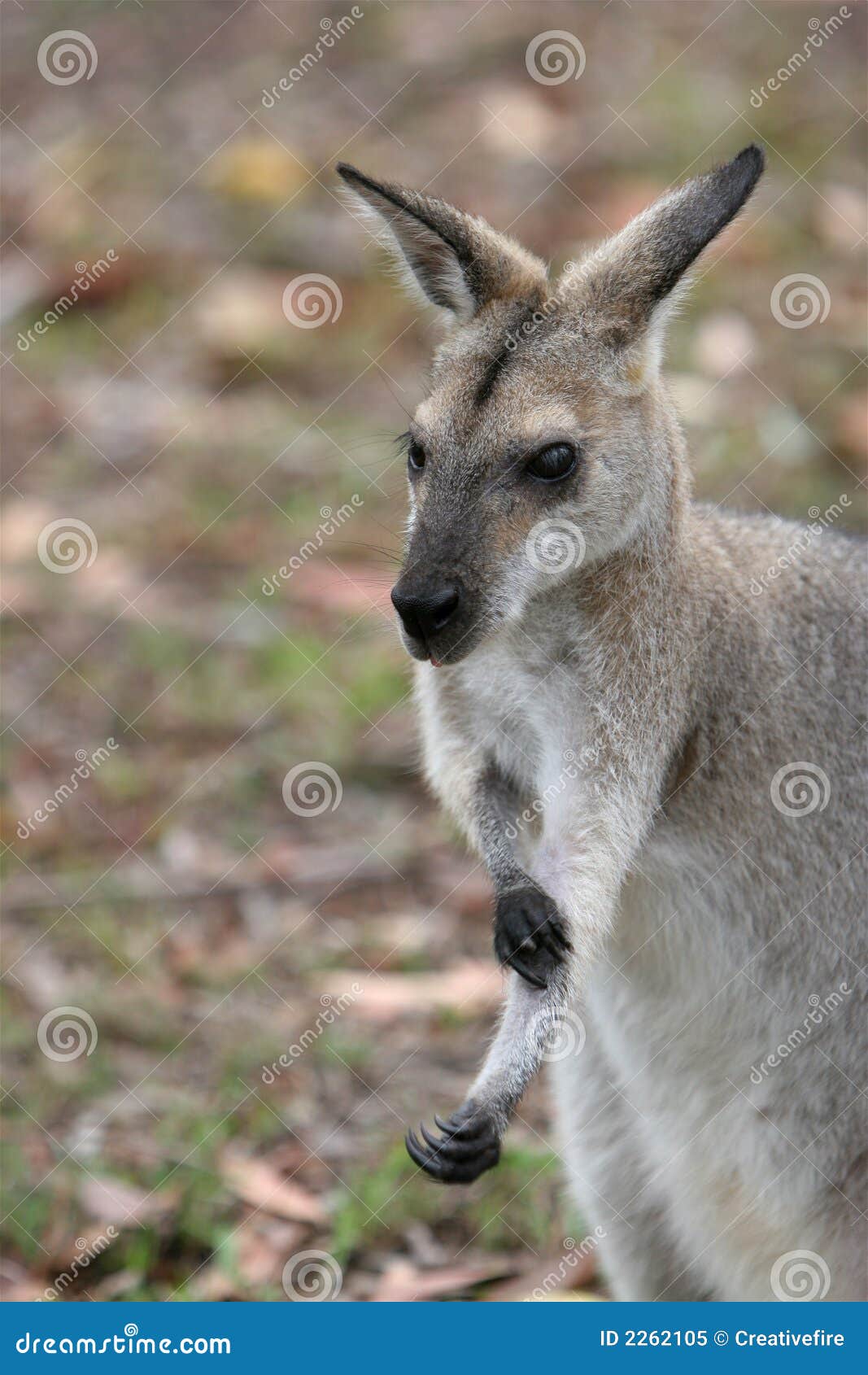 Wallaby stock image. Image of animal, marsupial, nature - 2262105