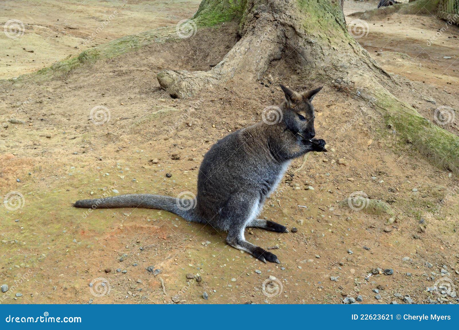 Wallaby stock image. Image of wallaroo, feet, wildlife - 22623621