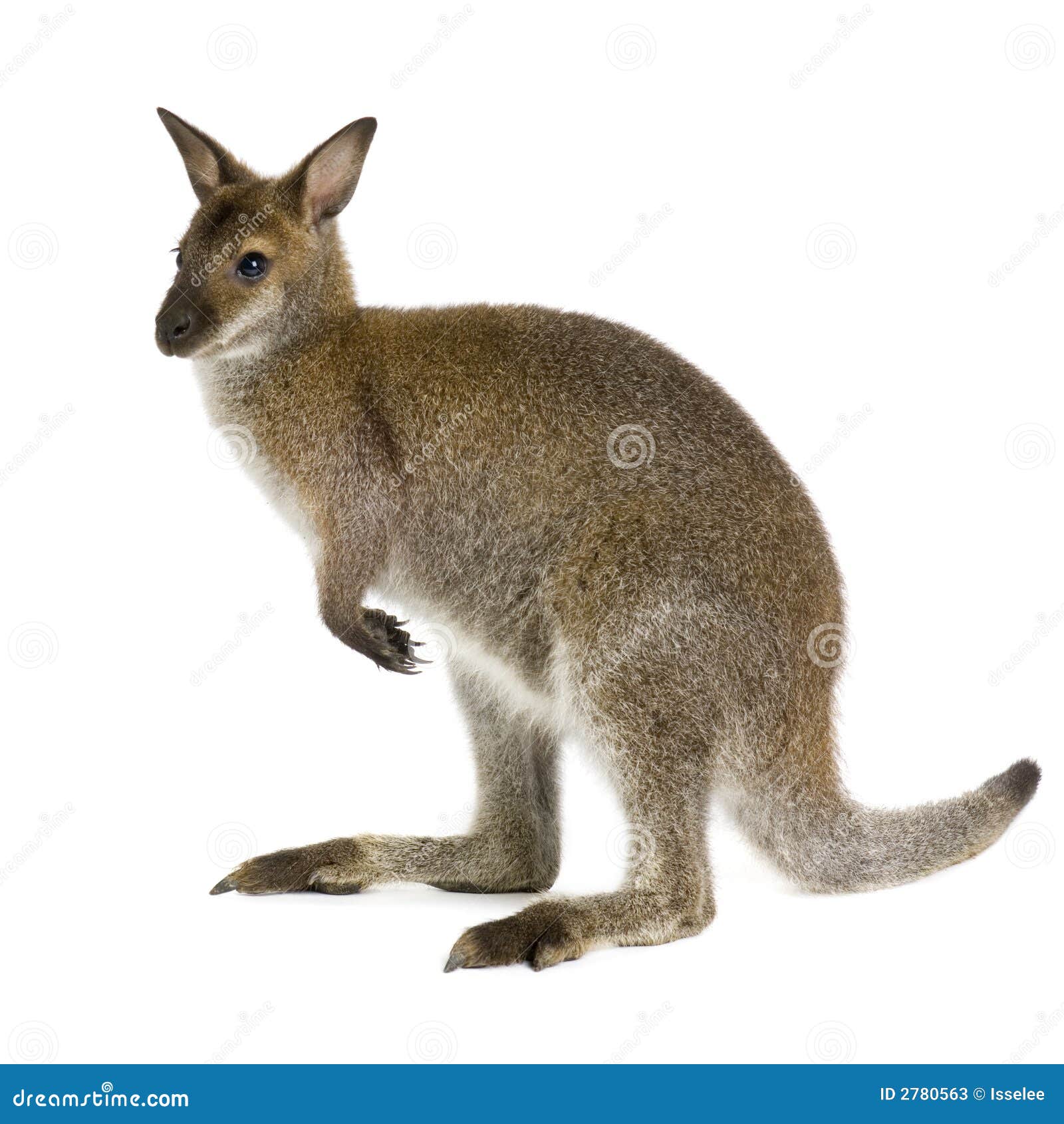 Wallaby stock image. Image of wilderness, mammal, standing - 2780563