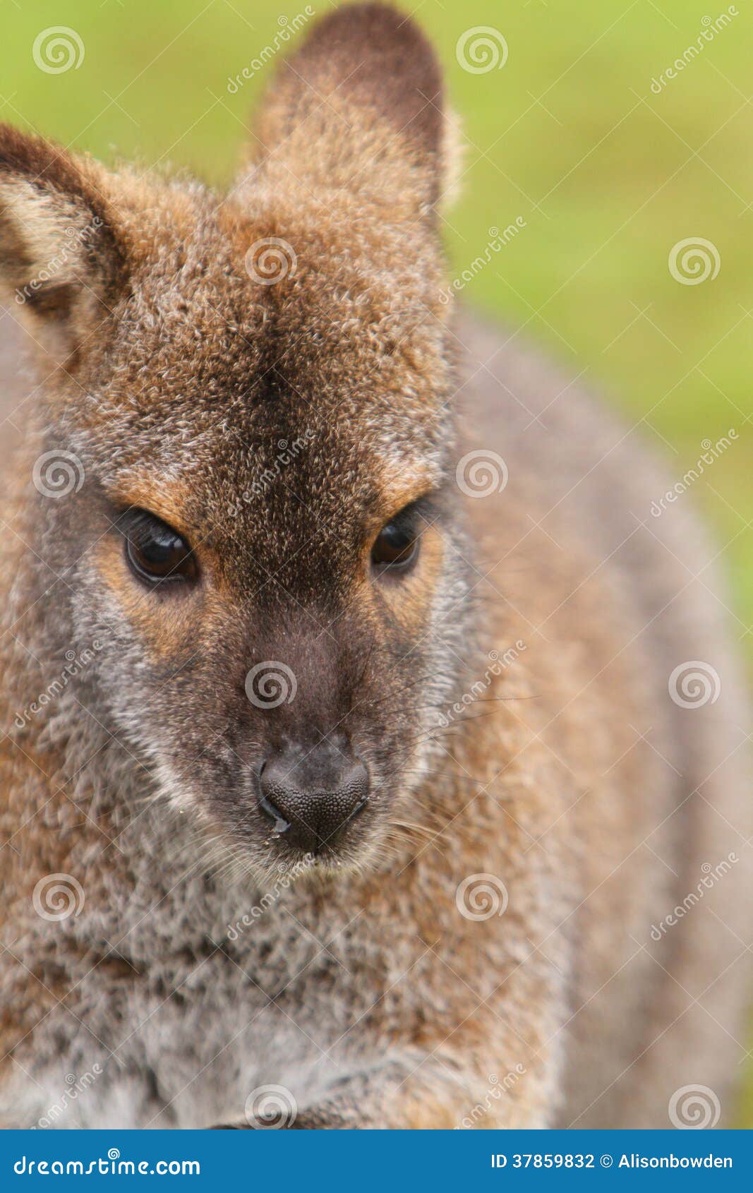 Wallaby stock photo. Image of macropodidae, aniaml, marsupial - 37859832