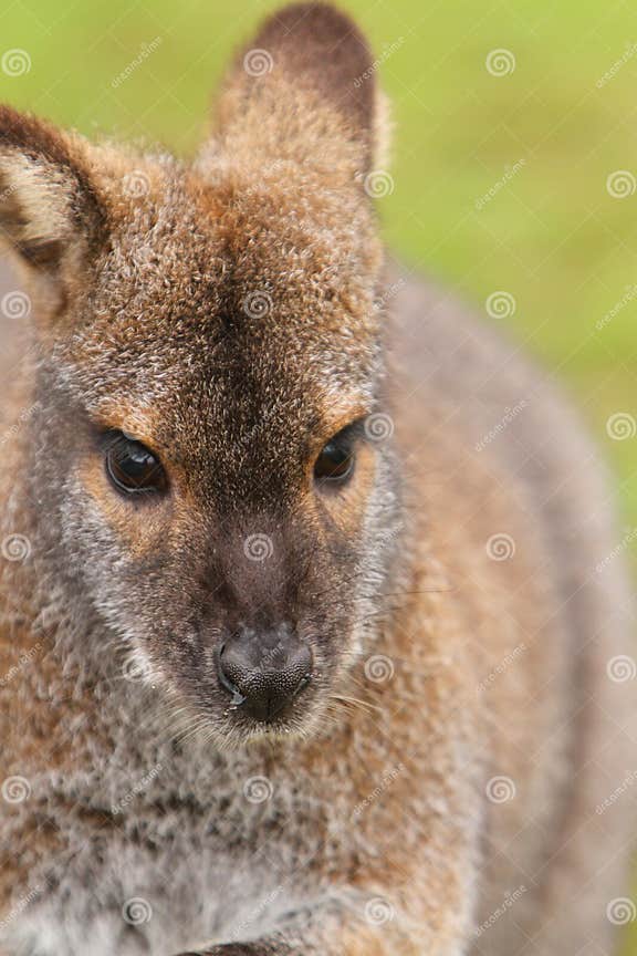 Wallaby stock photo. Image of macropodidae, aniaml, marsupial - 37859832