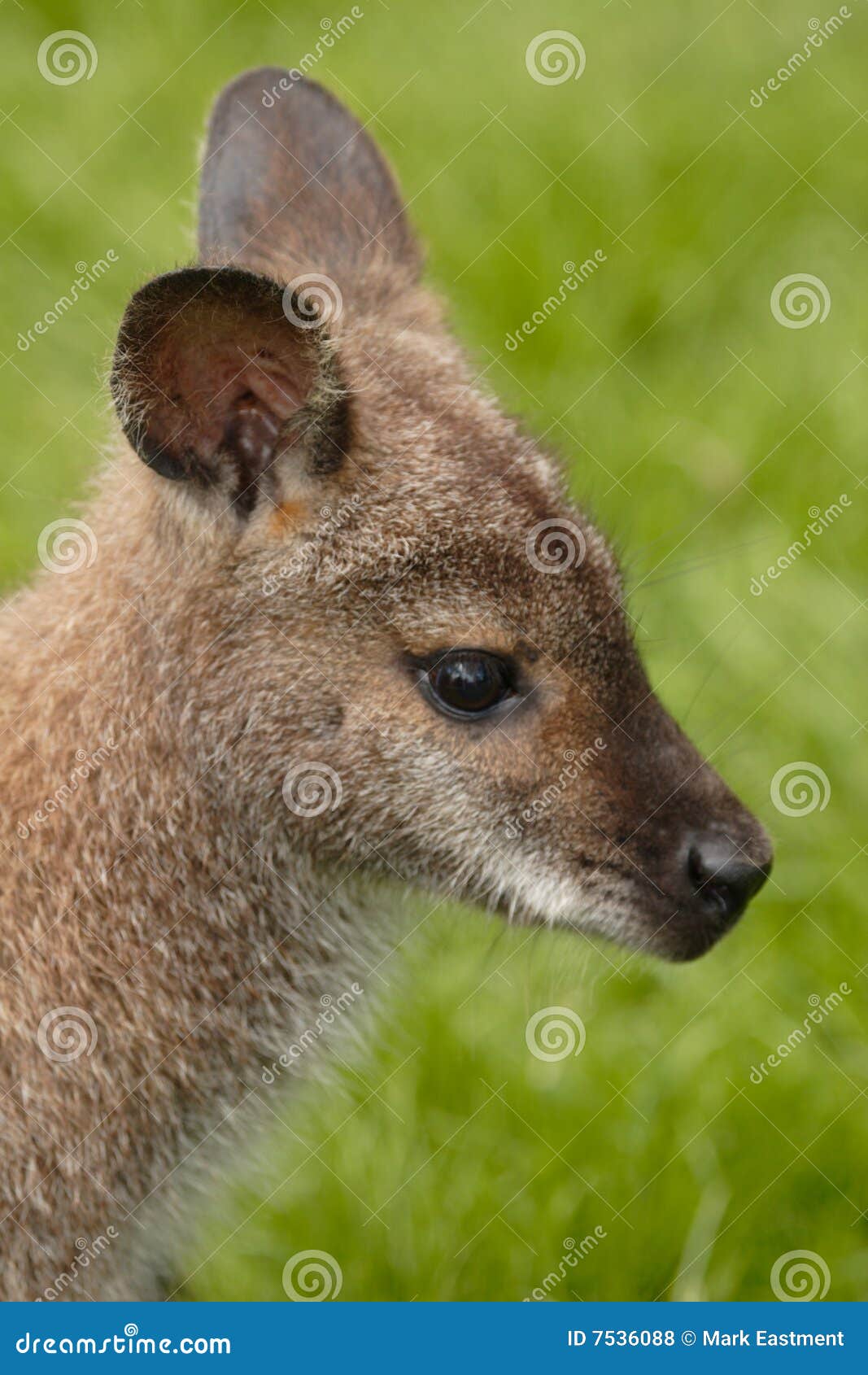 Wallaby stock photo. Image of wildlife, life, australia - 7536088