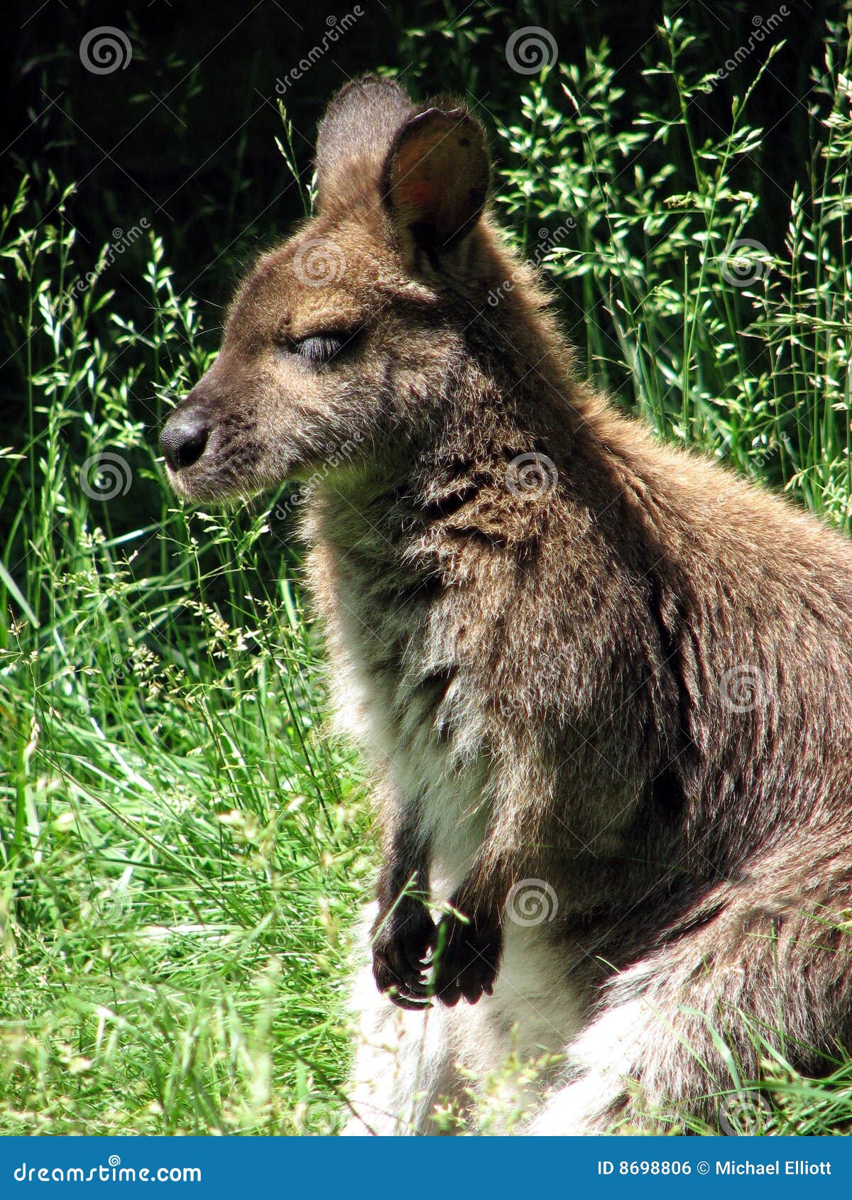 Wallaby stock photo. Image of sitting, brown, paws, detail - 8698806