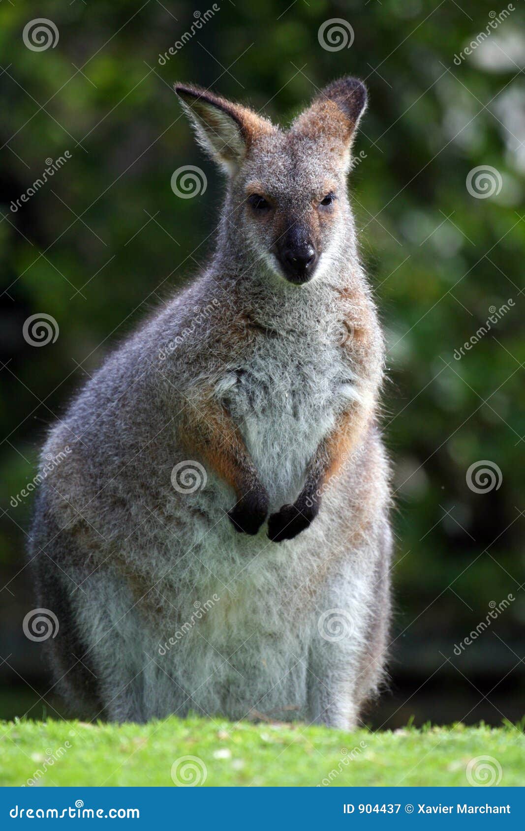 Wallaby image stock. Image of sauvage, espèce, australie - 904437