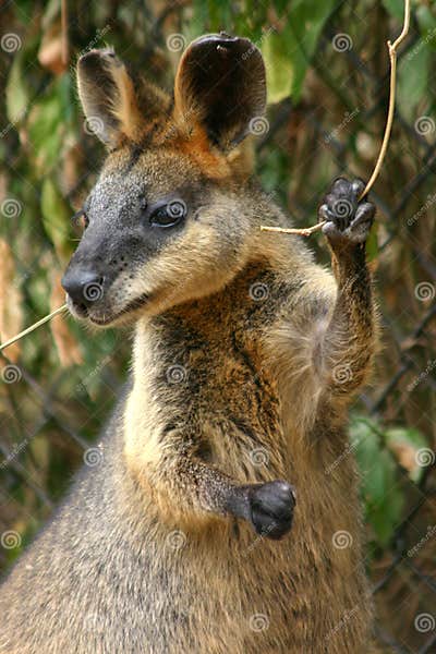 Wallaby stock image. Image of furry, wallaby, landscapes - 95249