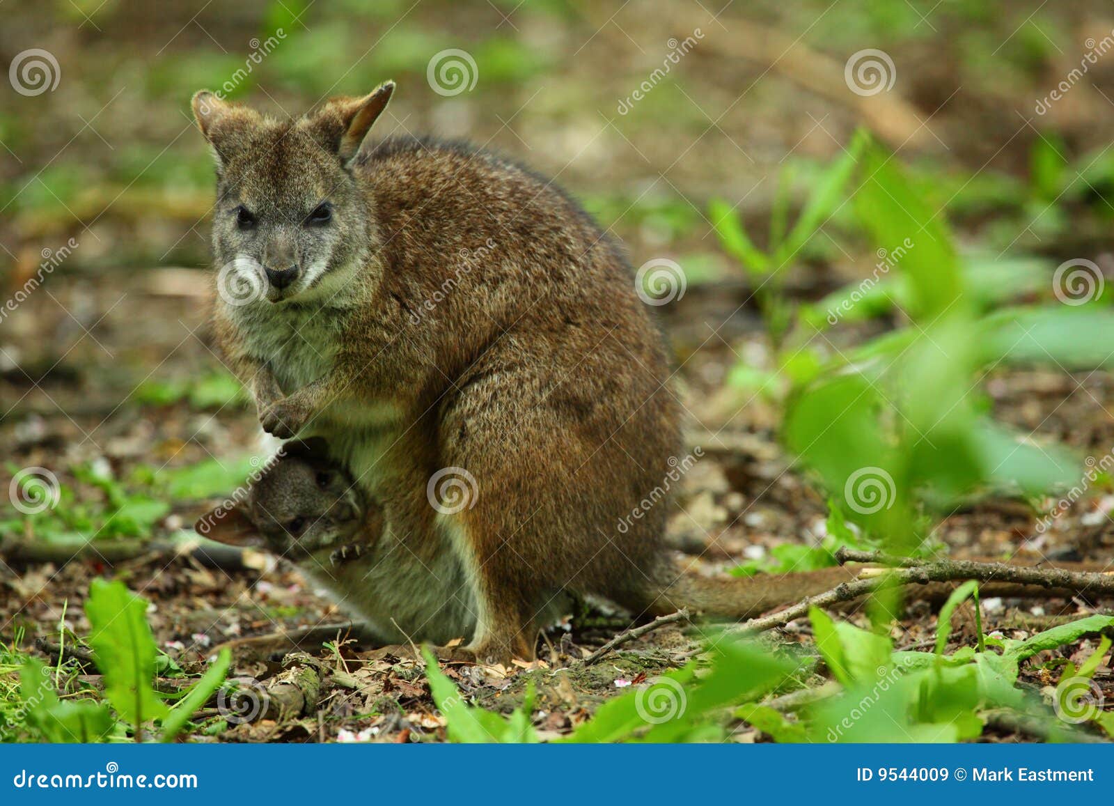 Wallaby stock image. Image of woodland, wallabies, australian - 9544009