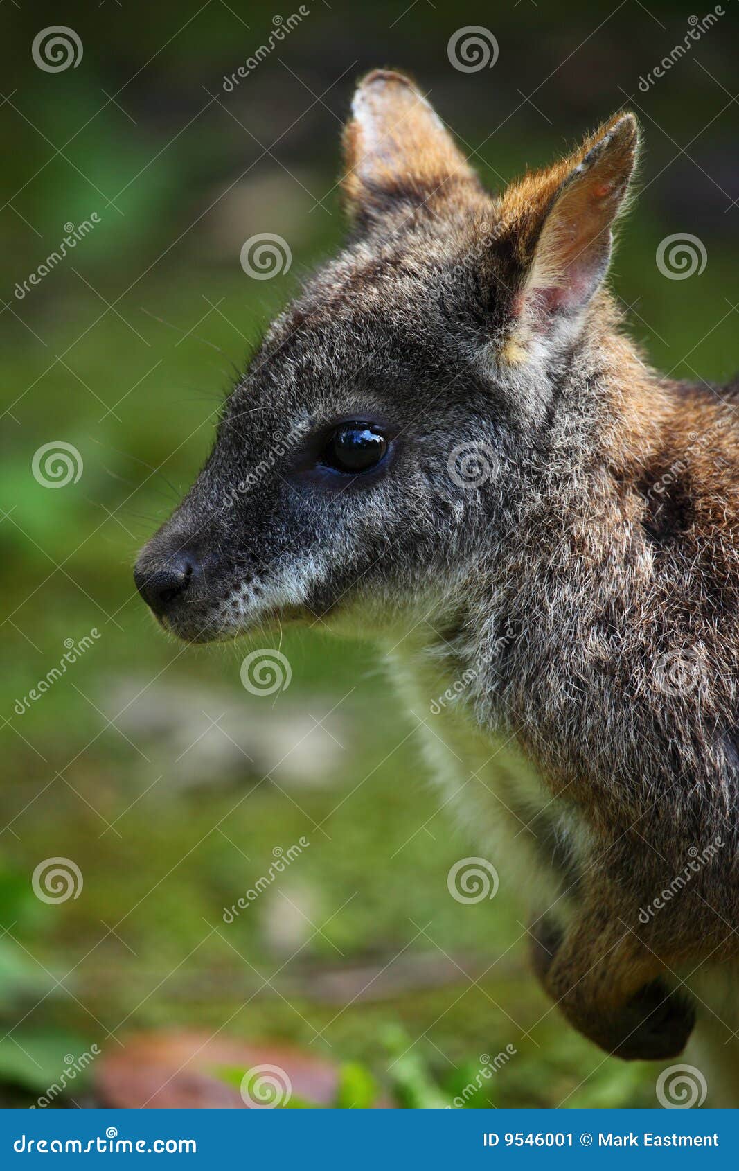 Wallaby stock image. Image of wildlife, wild, australia - 9546001