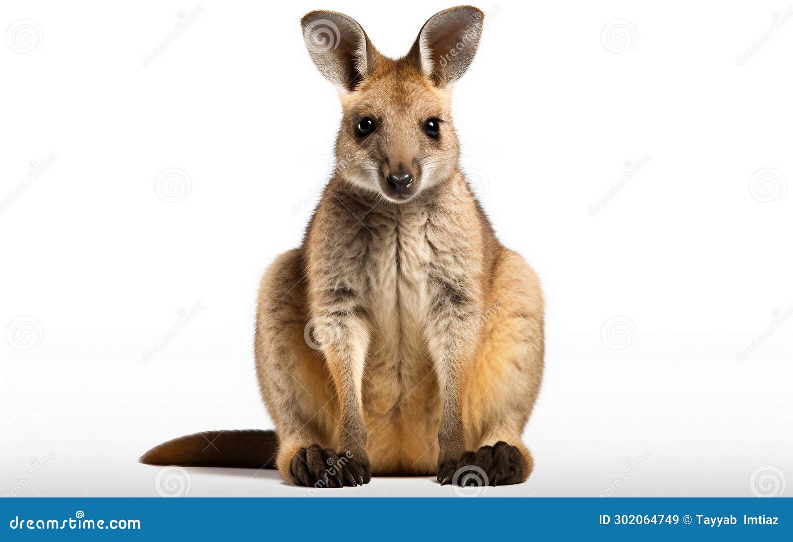 Wallaby Animal Isolated on a Transparent Background. Stock Illustration ...