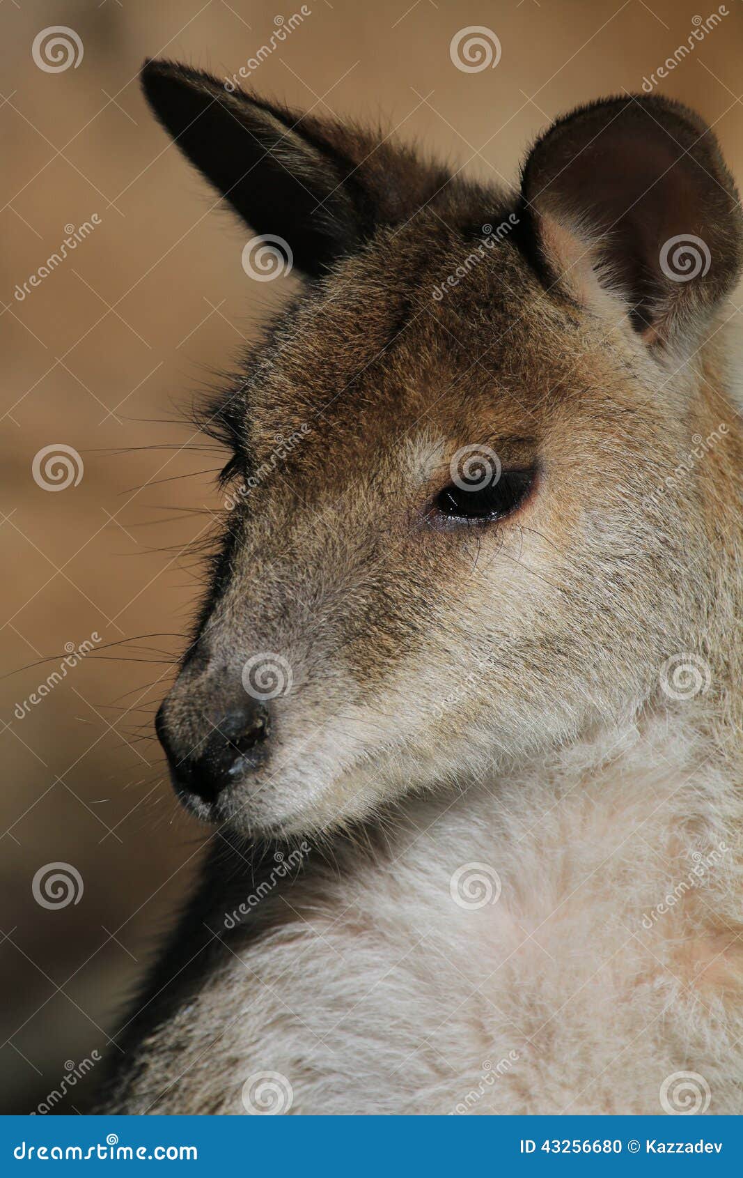 Wallaby stock photo. Image of marsupial, furry, animal - 43256680