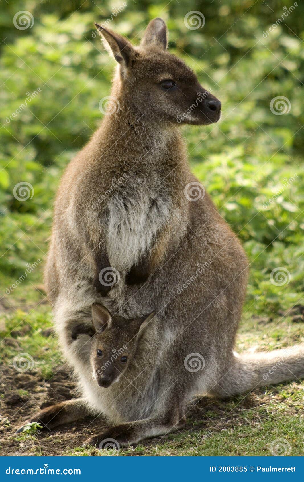Wallaby with baby stock image. Image of wallaby, spring - 2883885