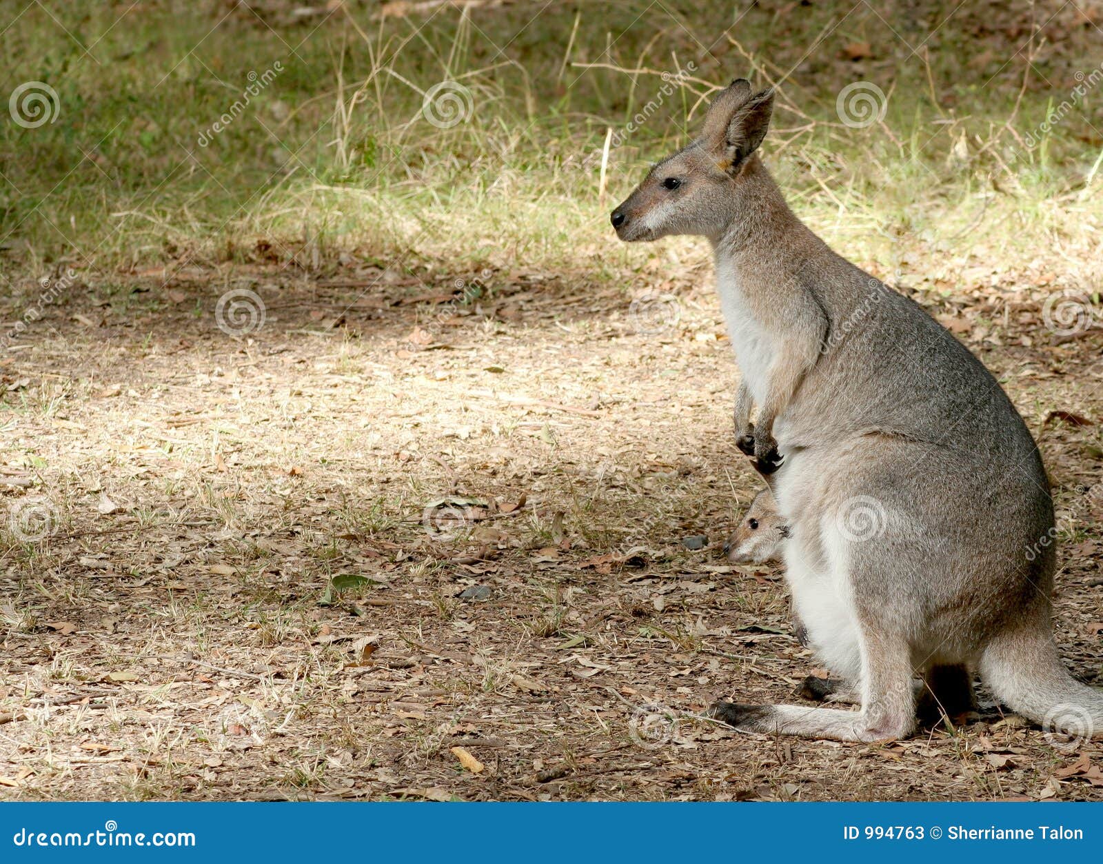 Wallaby and Baby stock image. Image of forest, mother, bush - 994763