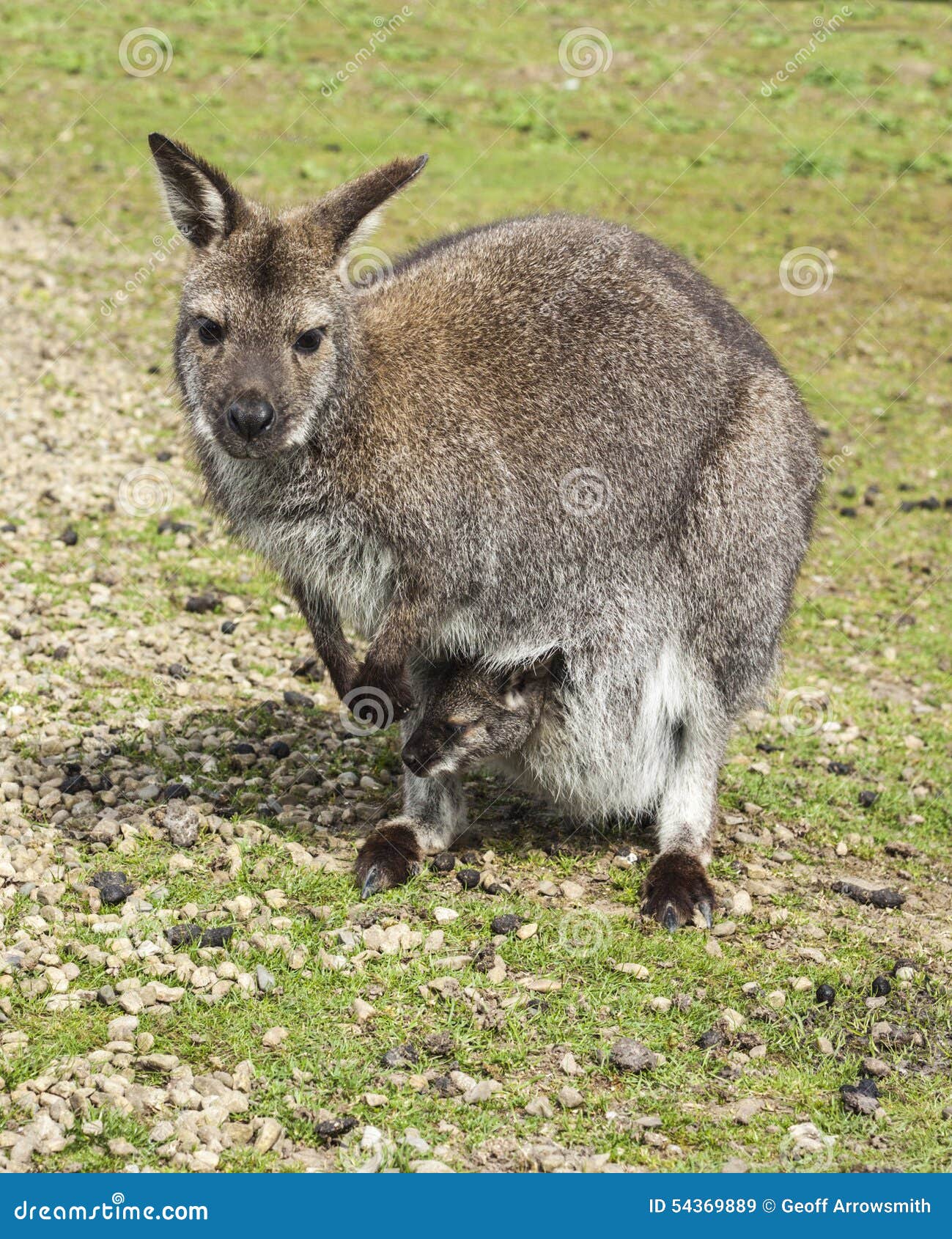Wallaby and baby stock image. Image of cute, female, marsupial - 54369889