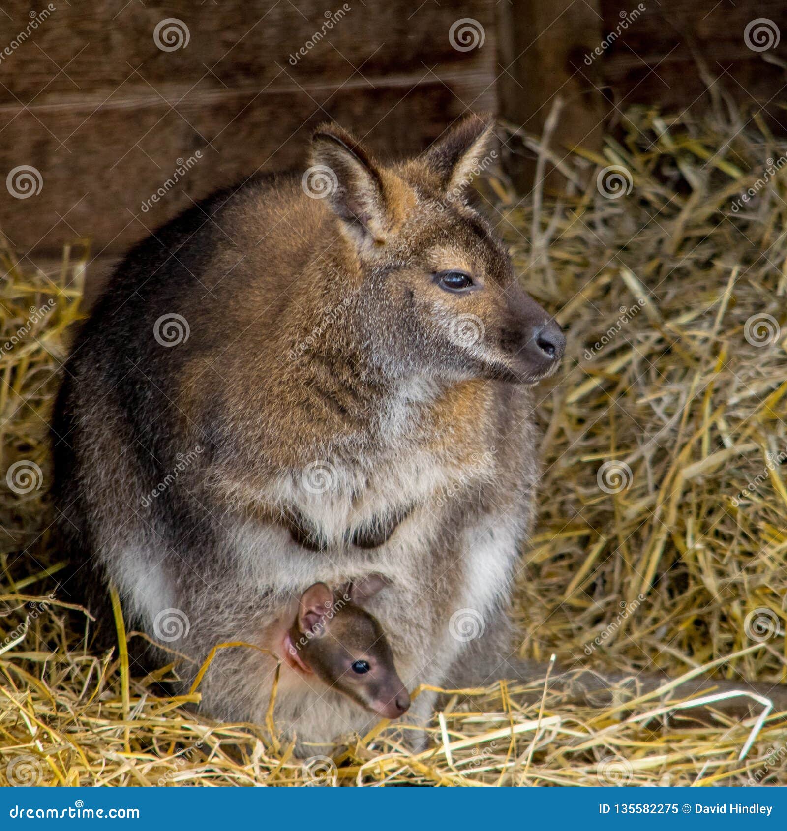 Wallaby stock image. Image of cute, baby, wallaby, doncaster - 135582275