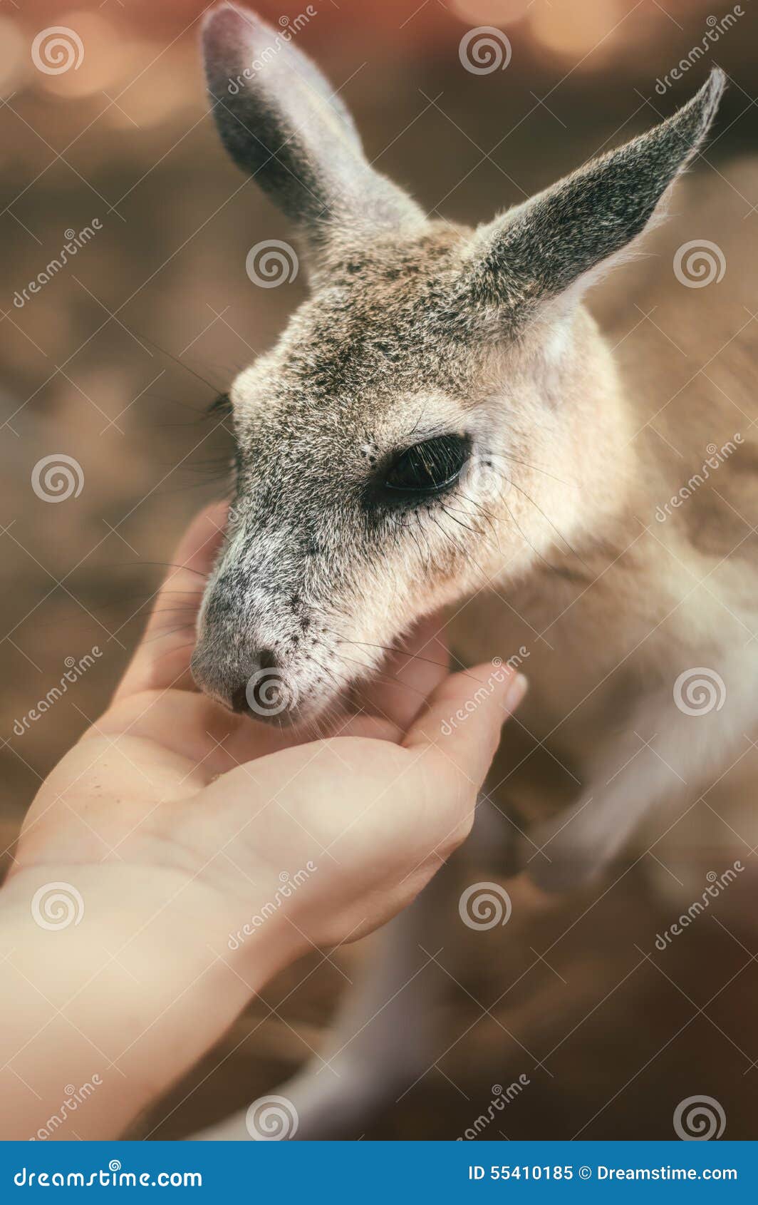 The wallaby stock image. Image of cuddly, animals, australia - 55410185