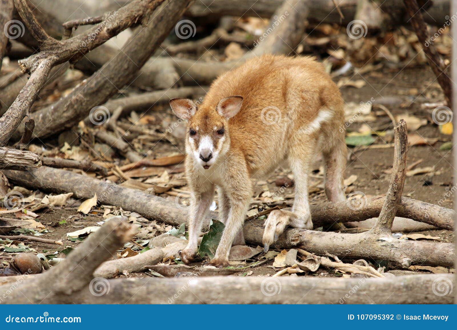 Wallaby stock photo. Image of australian, drinks, animal - 107095392