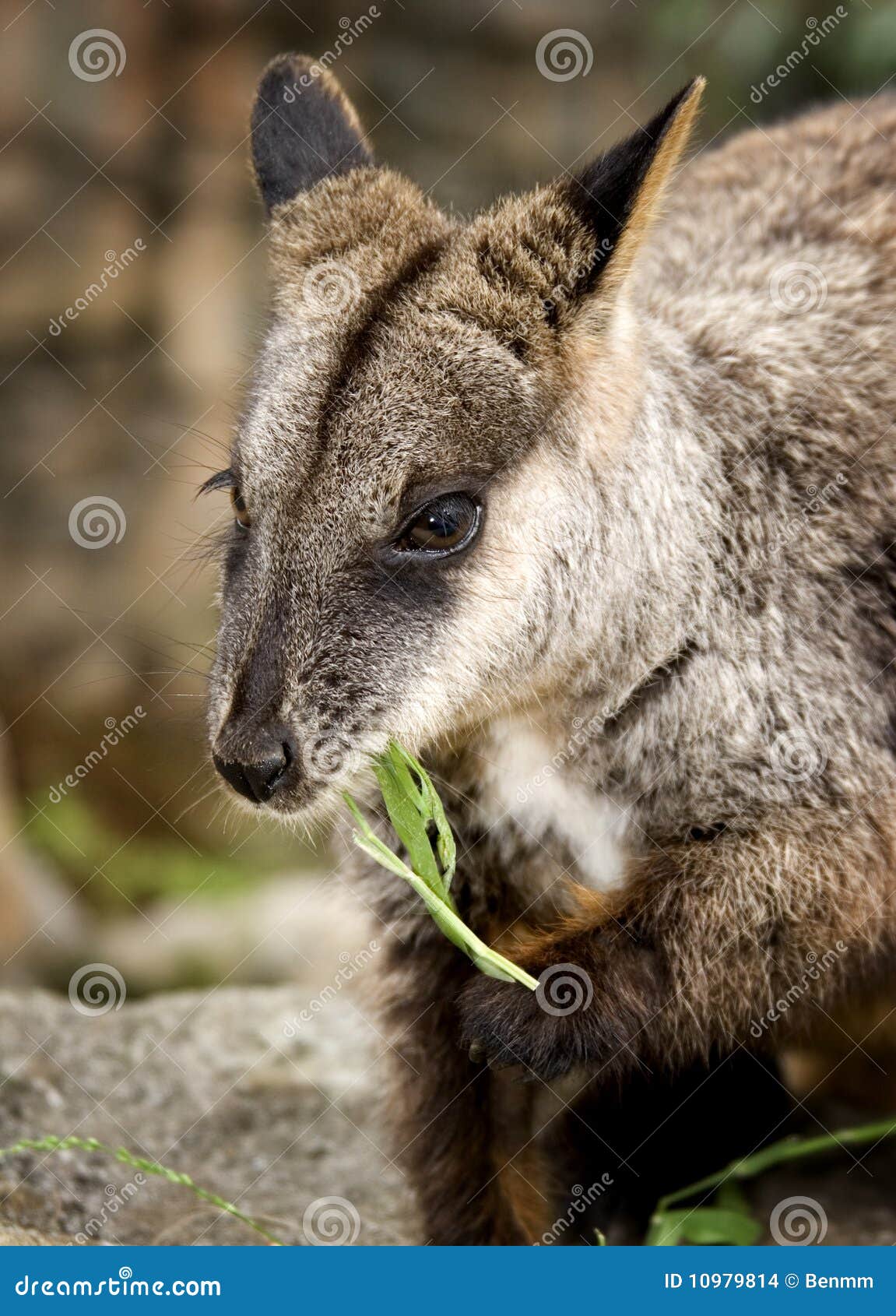Wallaby chewing leaves stock photo. Image of native, cute - 10979814
